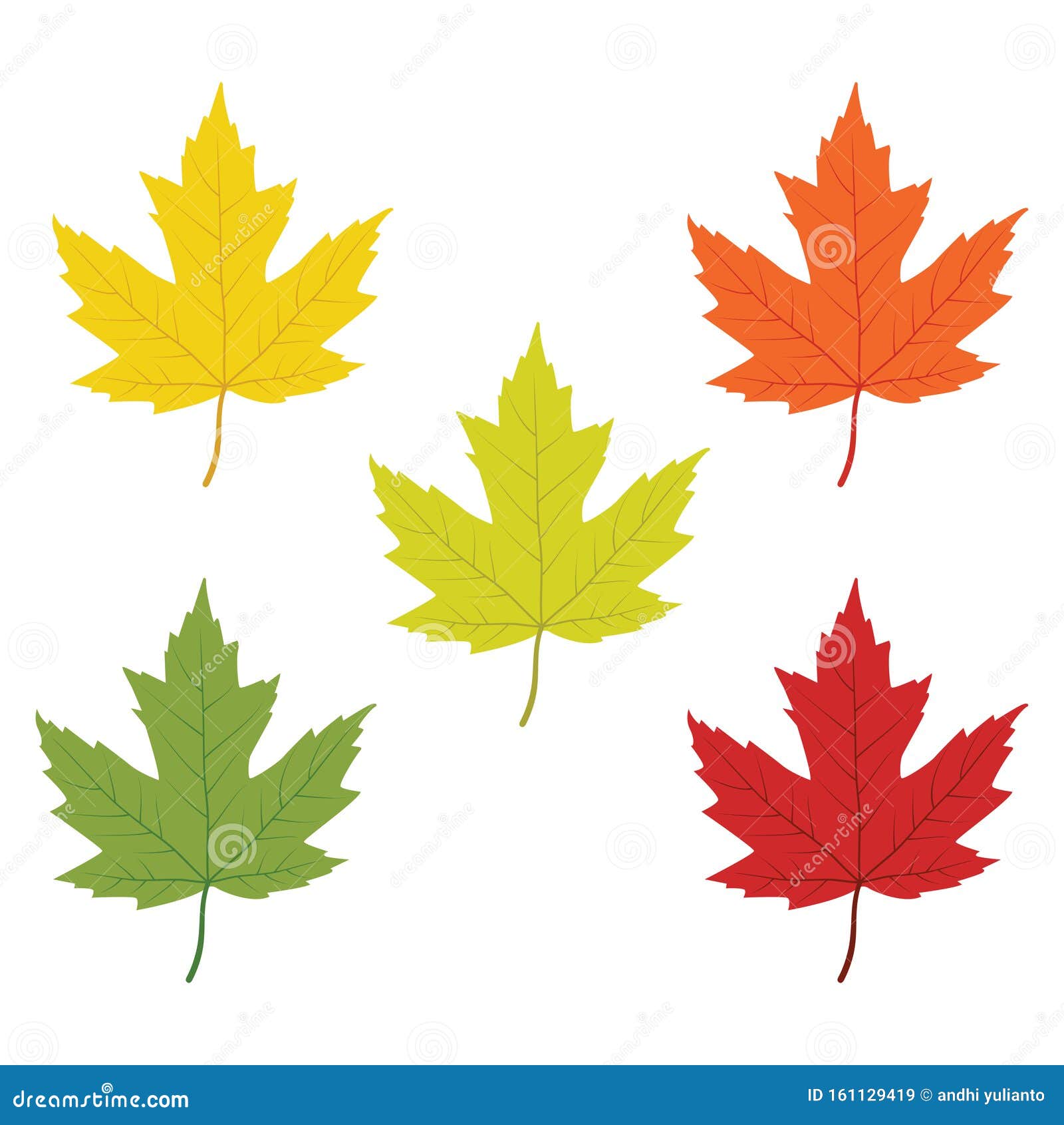 Red Orange Green Yellow Maple Leaf Changing Color Step Vector Design ...
