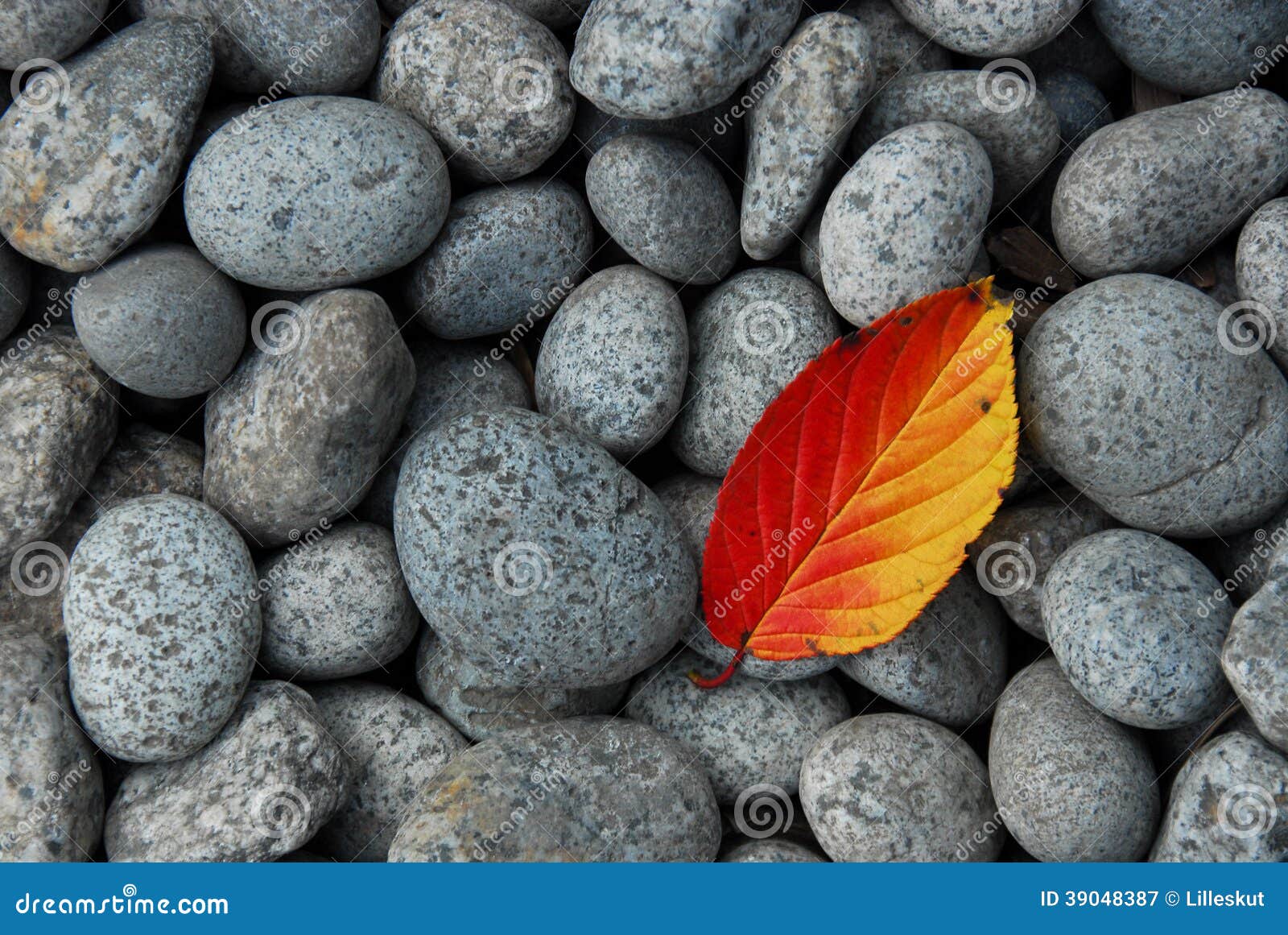 Red and Orange Leaf on Pebbles Stock Image - Image of little, blue ...