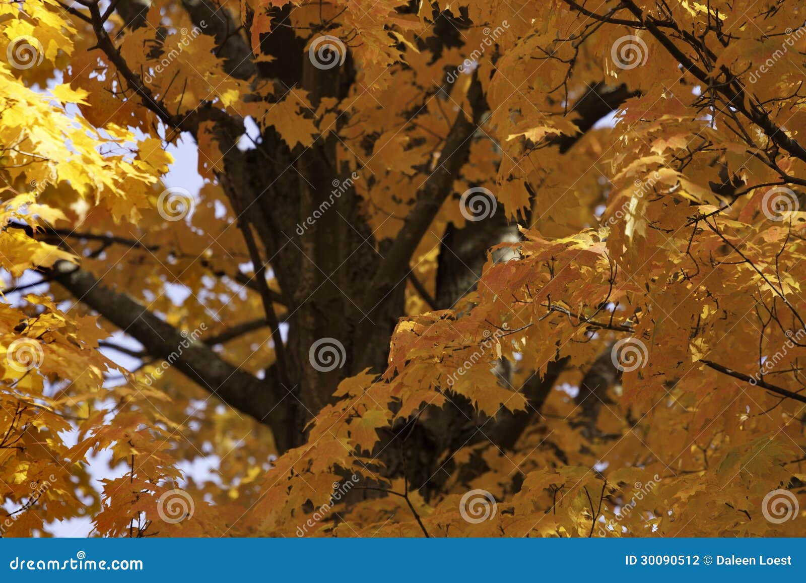 Fall Maple tree colors stock photo. Image of autumn, fall - 30090512