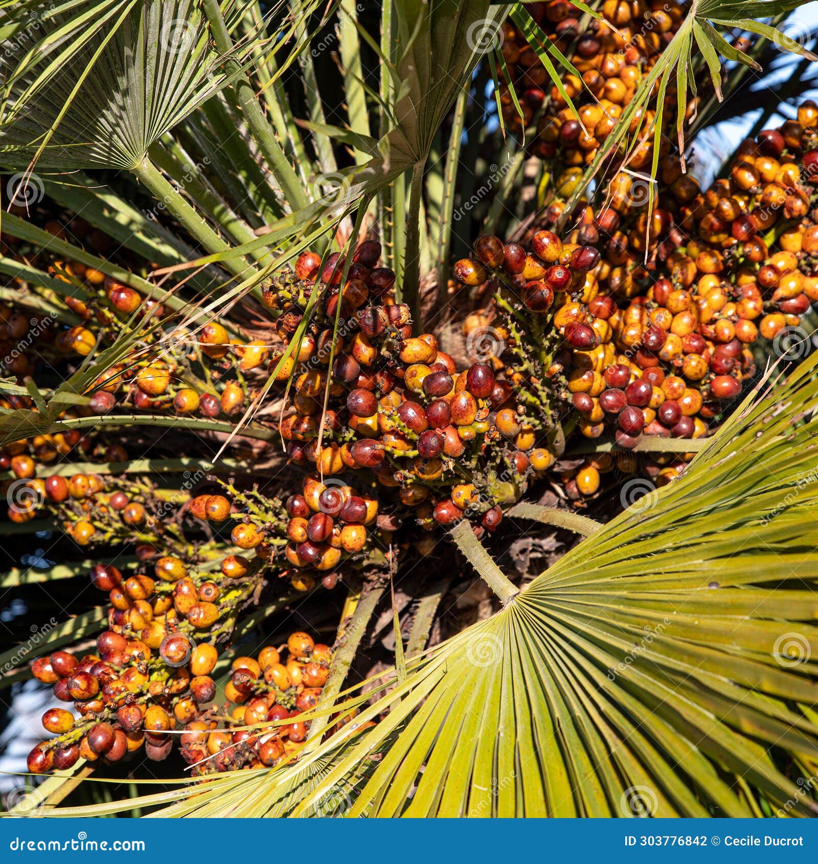 Palm seed on tree stock photo. Image of branch, agriculture - 303776842
