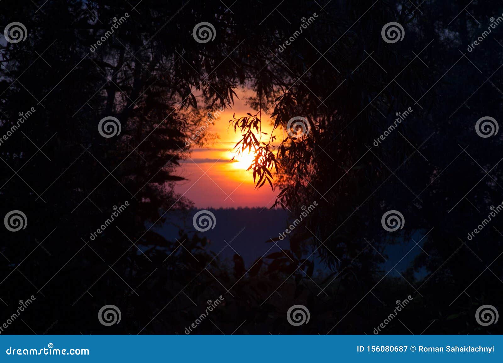 Red-orange Rising Sun through the Branches of Trees, Silhouetted Leaves ...