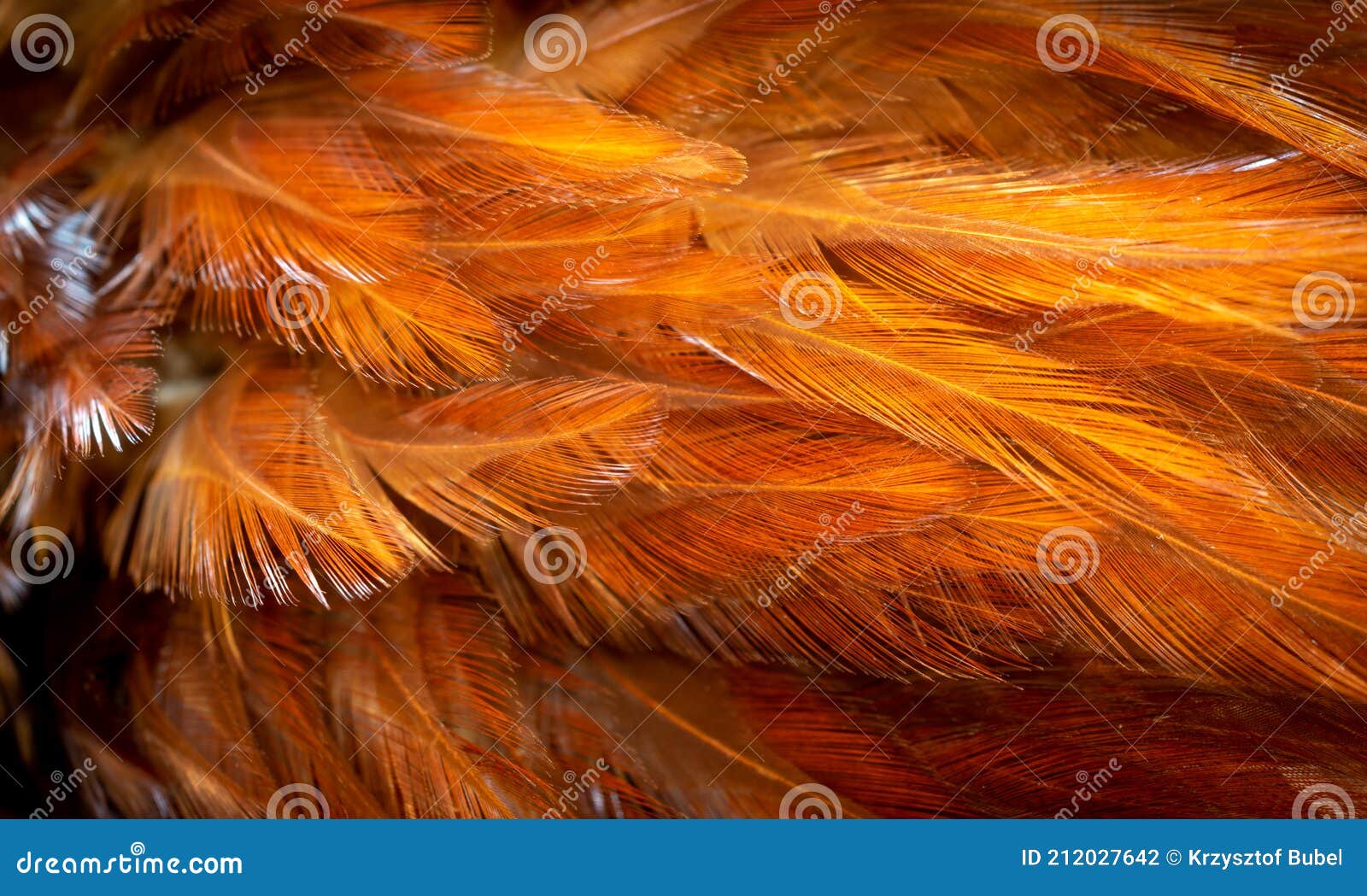 Red and Orange Rooster Feathers. Background or Texture Stock Photo ...