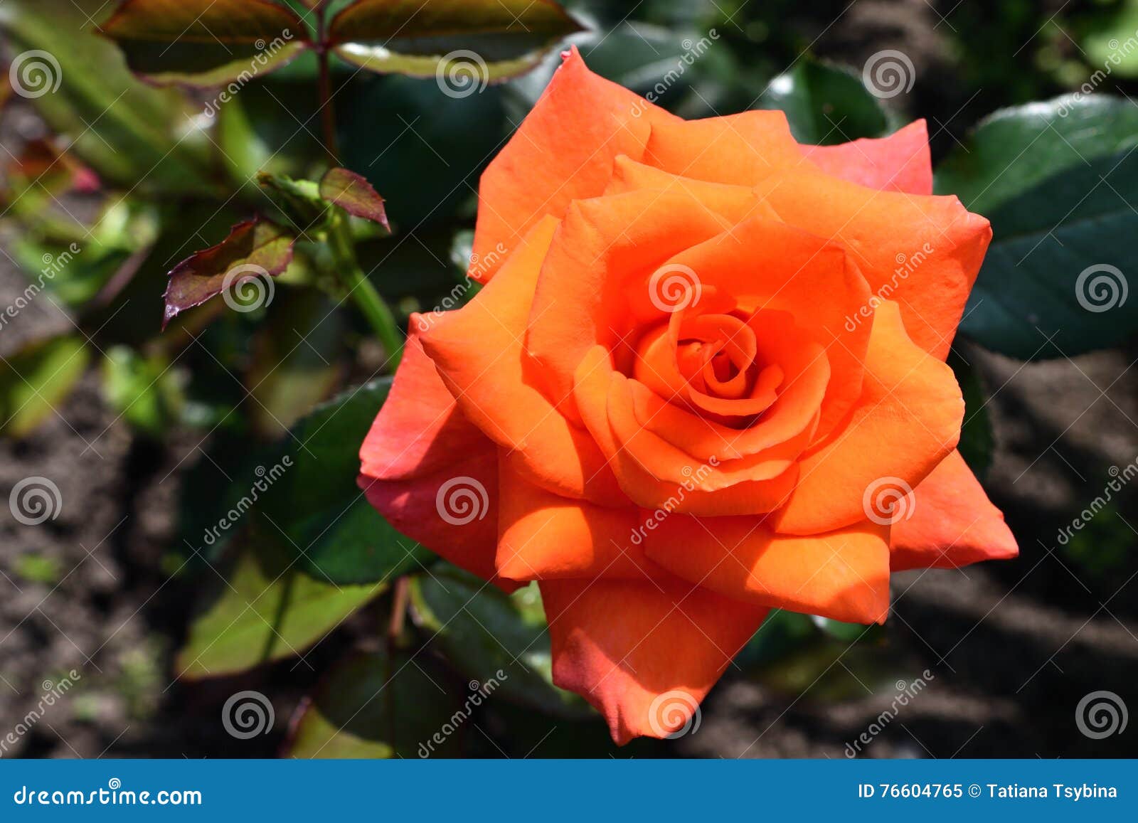 Red Orange Rose with Bright Petals Growing in the Garden Stock Image ...