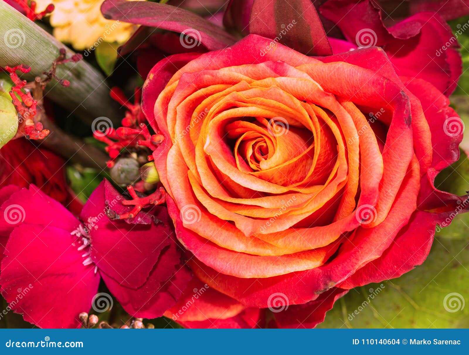 Red orange rose 2 stock photo. Image of flower, gardening - 110140604