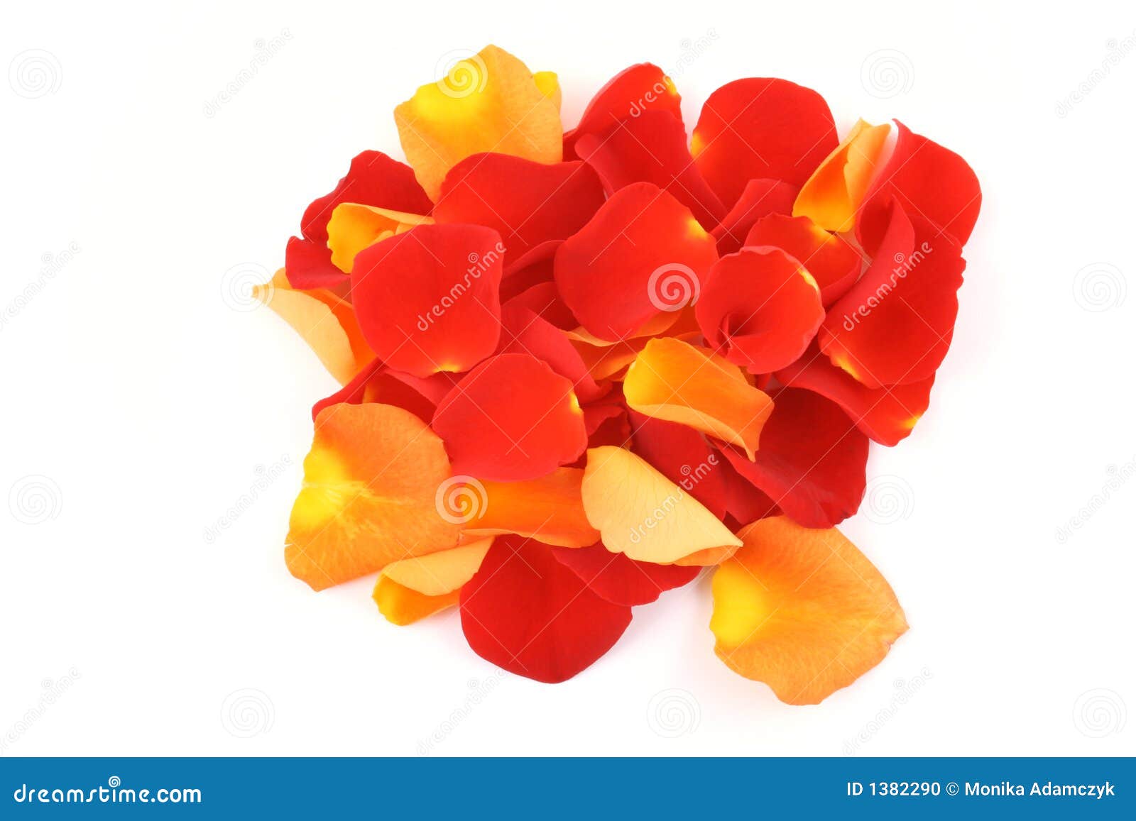 Red and orange rose petals stock photo. Image of roses - 1382290