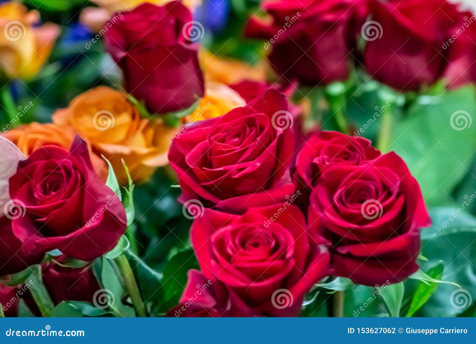 Red and orange roses stock photo. Image of natural, woody - 153627062