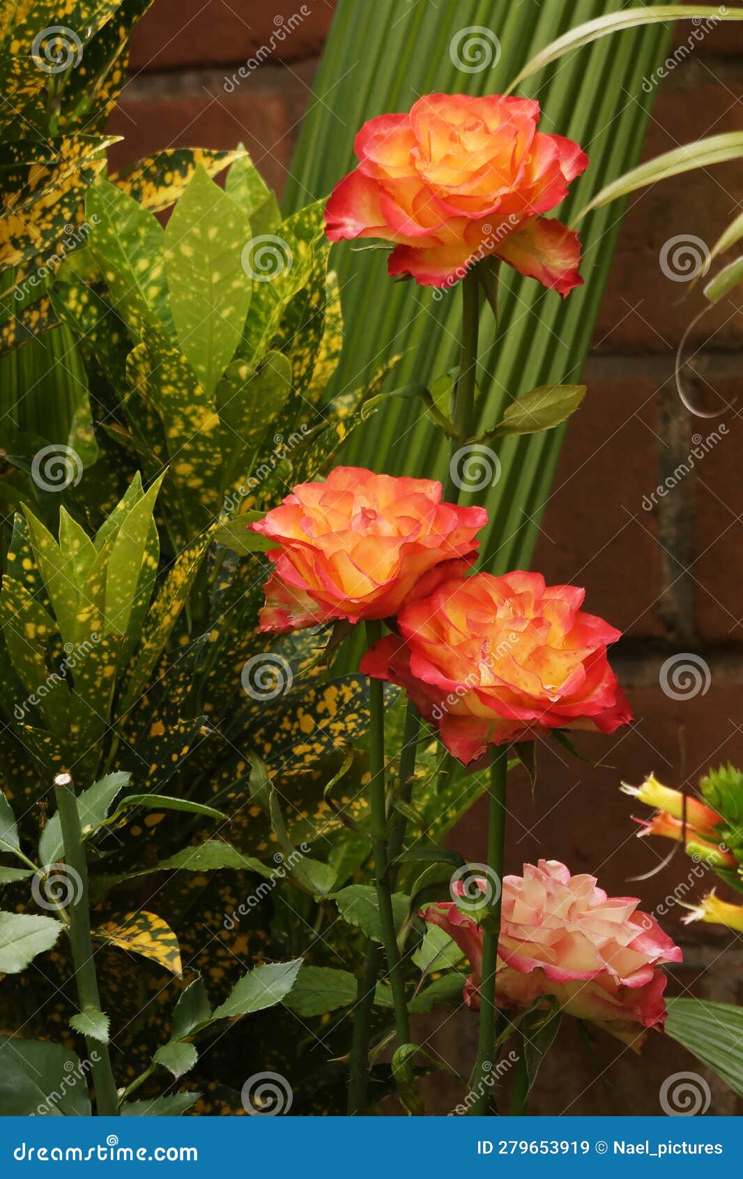 Red and orange roses stock image. Image of rose, petal - 279653919