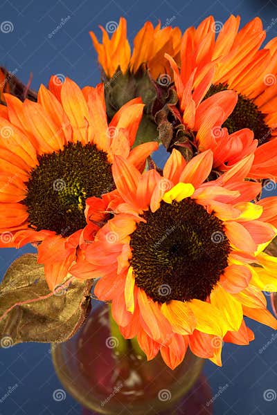 Red and Orange Sunflowers stock image. Image of circle - 5759917