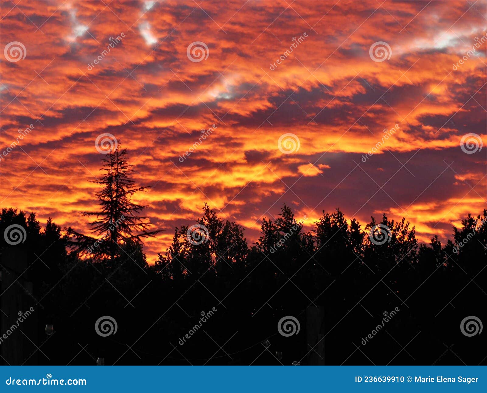 Red and Orange Sunset Sky with Pine Tree Stock Photo - Image of orange ...