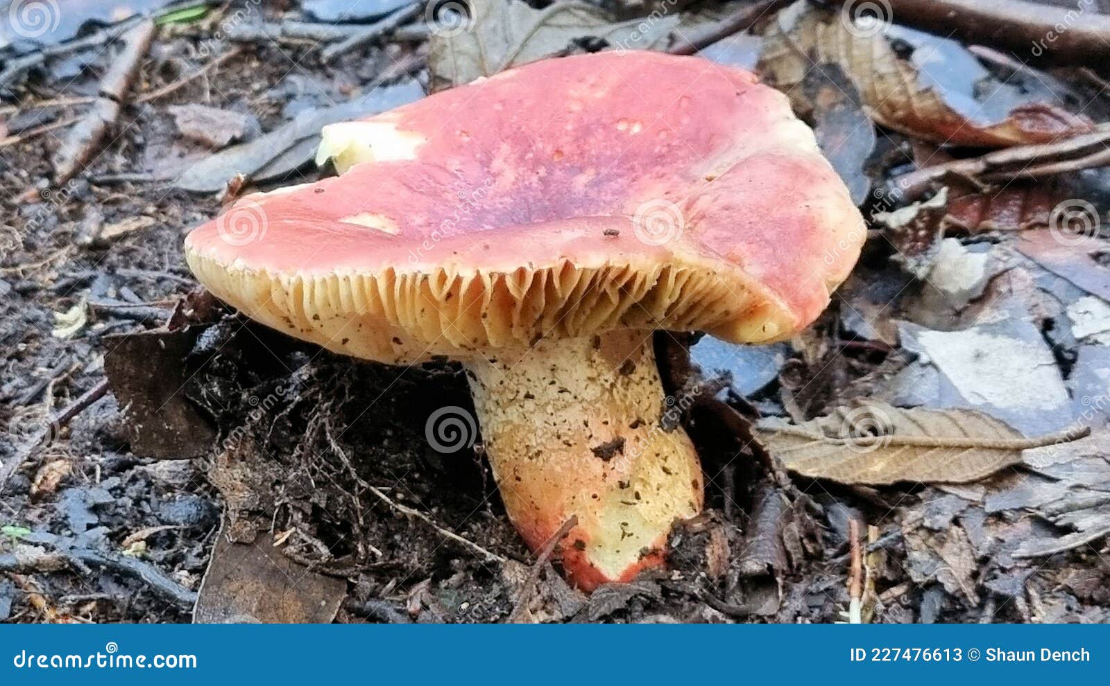 Orange Toadstool In Nature Stock Photography | CartoonDealer.com #76854248