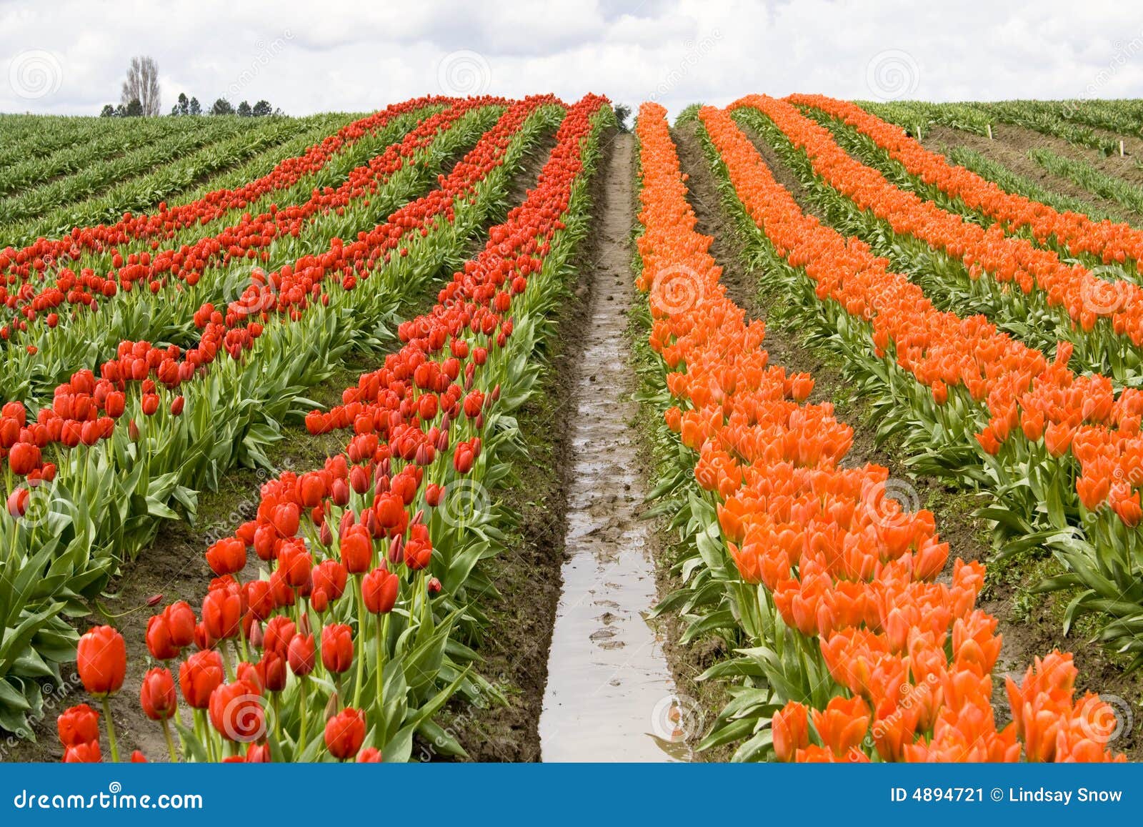 Red and Orange Tulip Rows stock image. Image of garden - 4894721