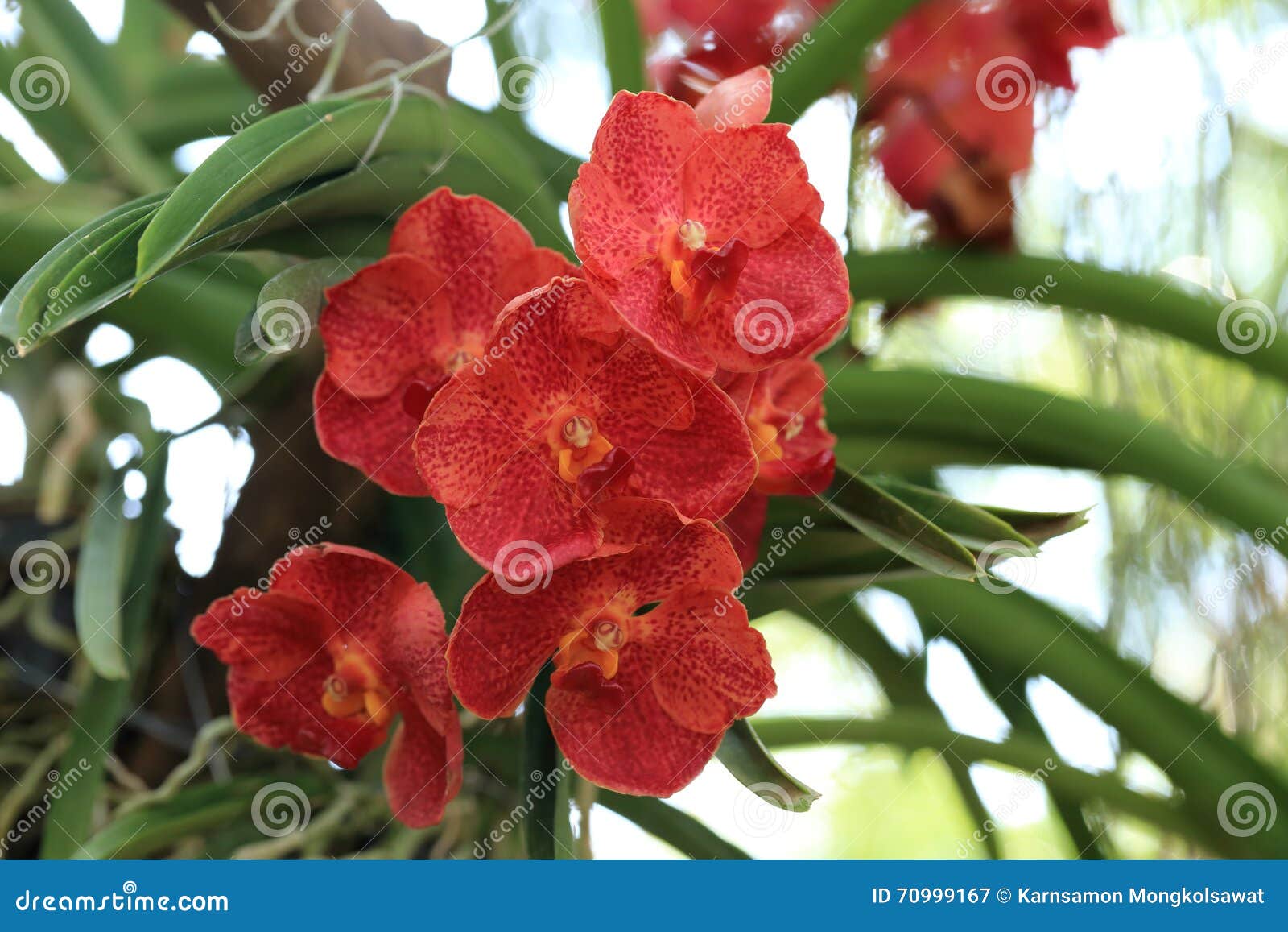 Red Orange Vanda Orchid, Natural Garden Scene Stock Image - Image of ...