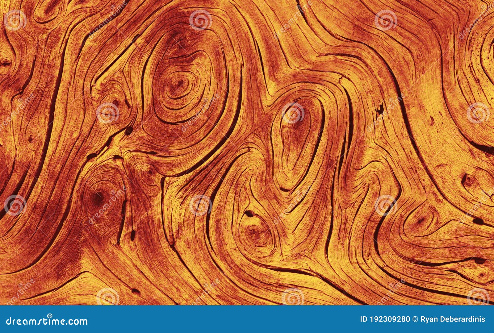 Red and Orange Wooden Texture on an Old Tree with Twisted Swirly ...