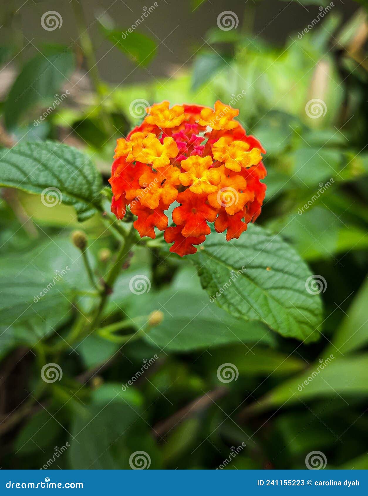 Red Orange Yellow Flower in the Garden Stock Image - Image of food ...