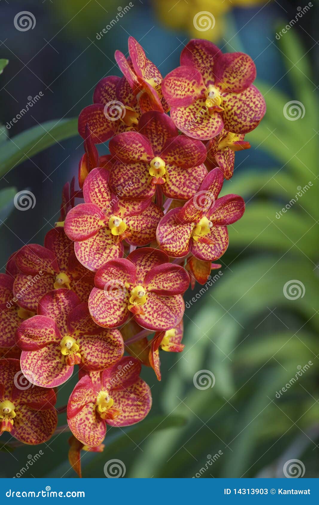 Red Orchid stock image. Image of yellow, flowers, bunch - 14313903