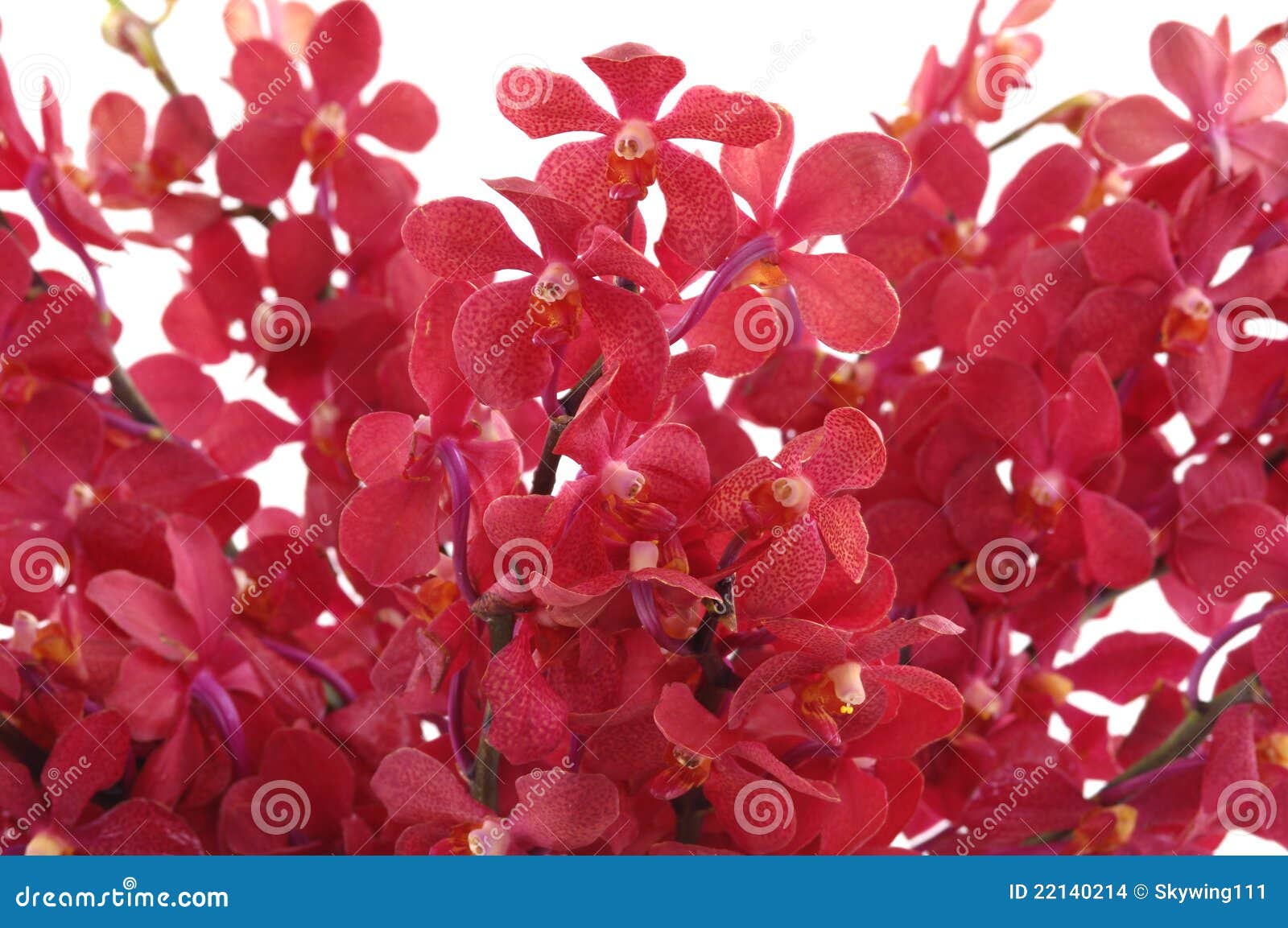 Red orchid stock photo. Image of countryside, macro, branch - 22140214