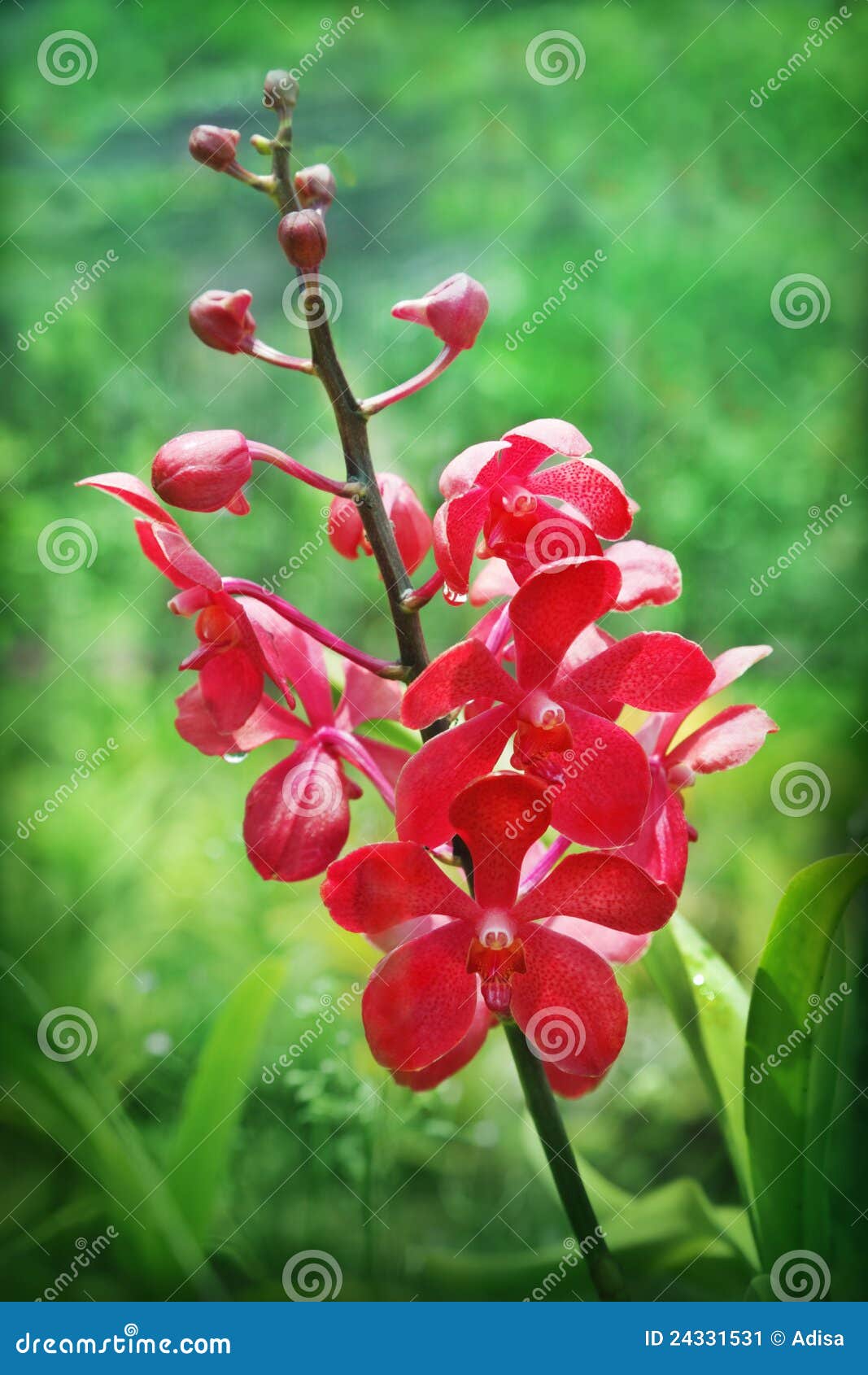 Red orchid stock image. Image of blossoms, closeup, fragrant - 24331531