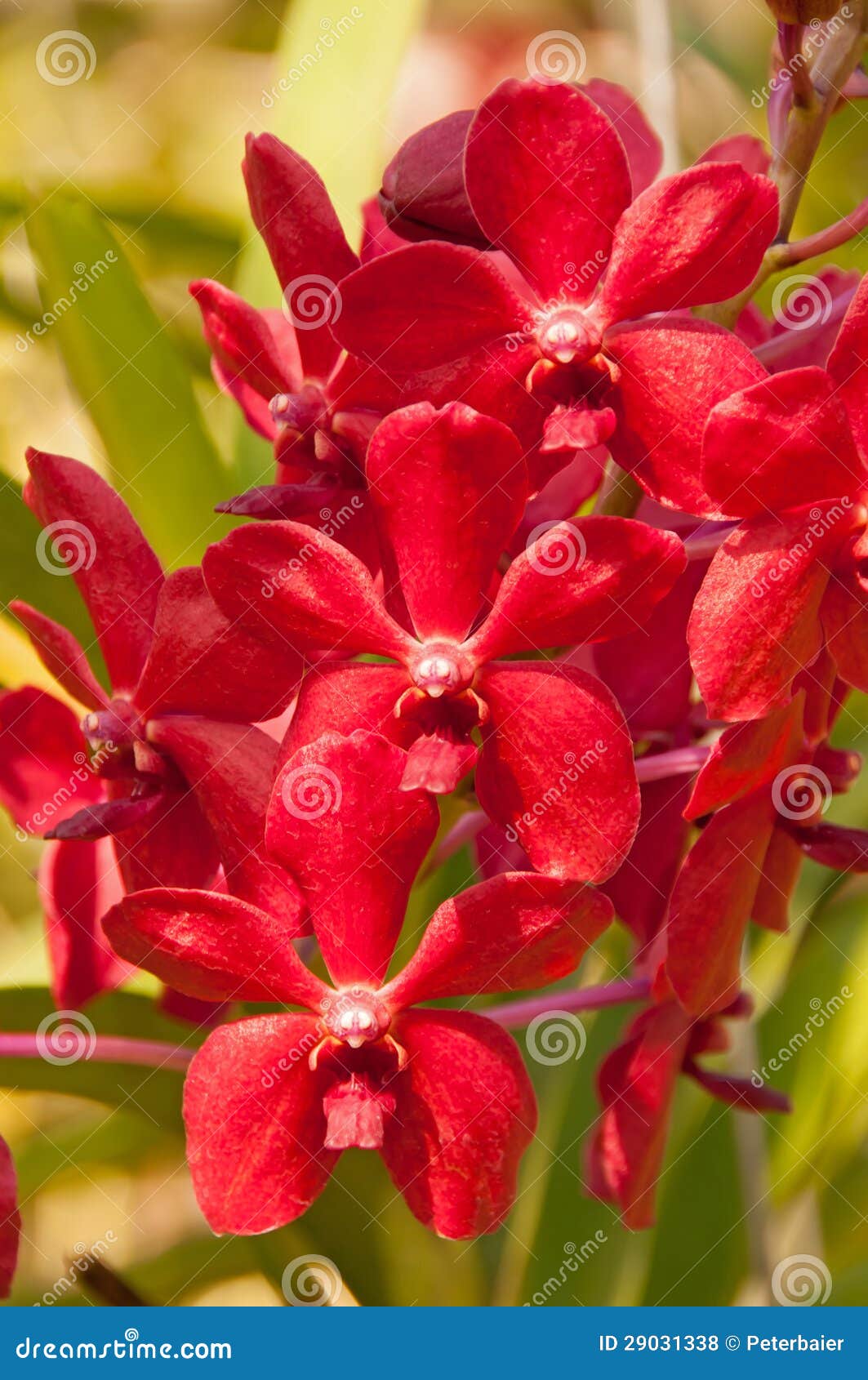 Red Orchid stock photo. Image of nice, blossom, leafs - 29031338