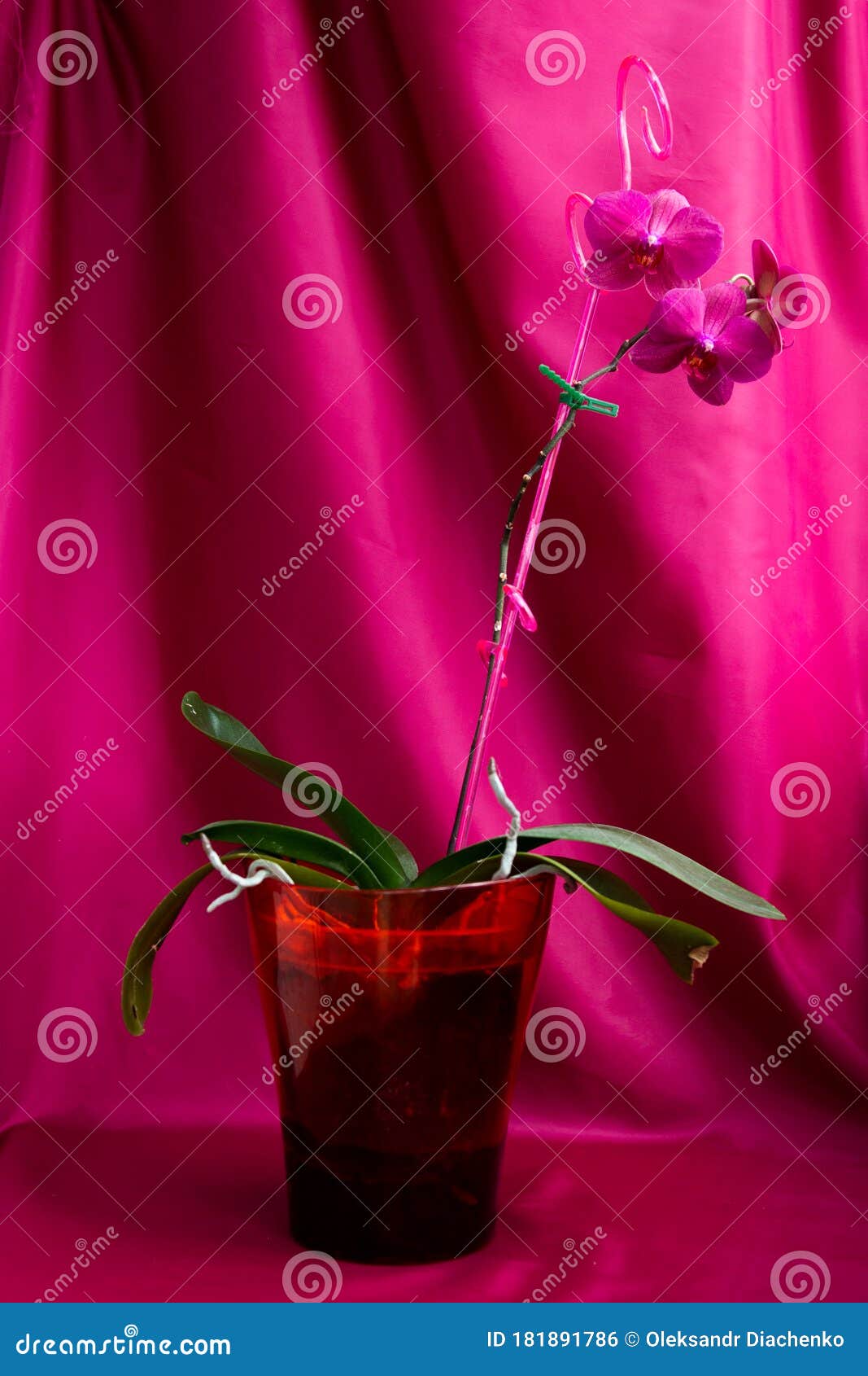 Red Orchid on a Red Background Stock Photo - Image of botanical ...
