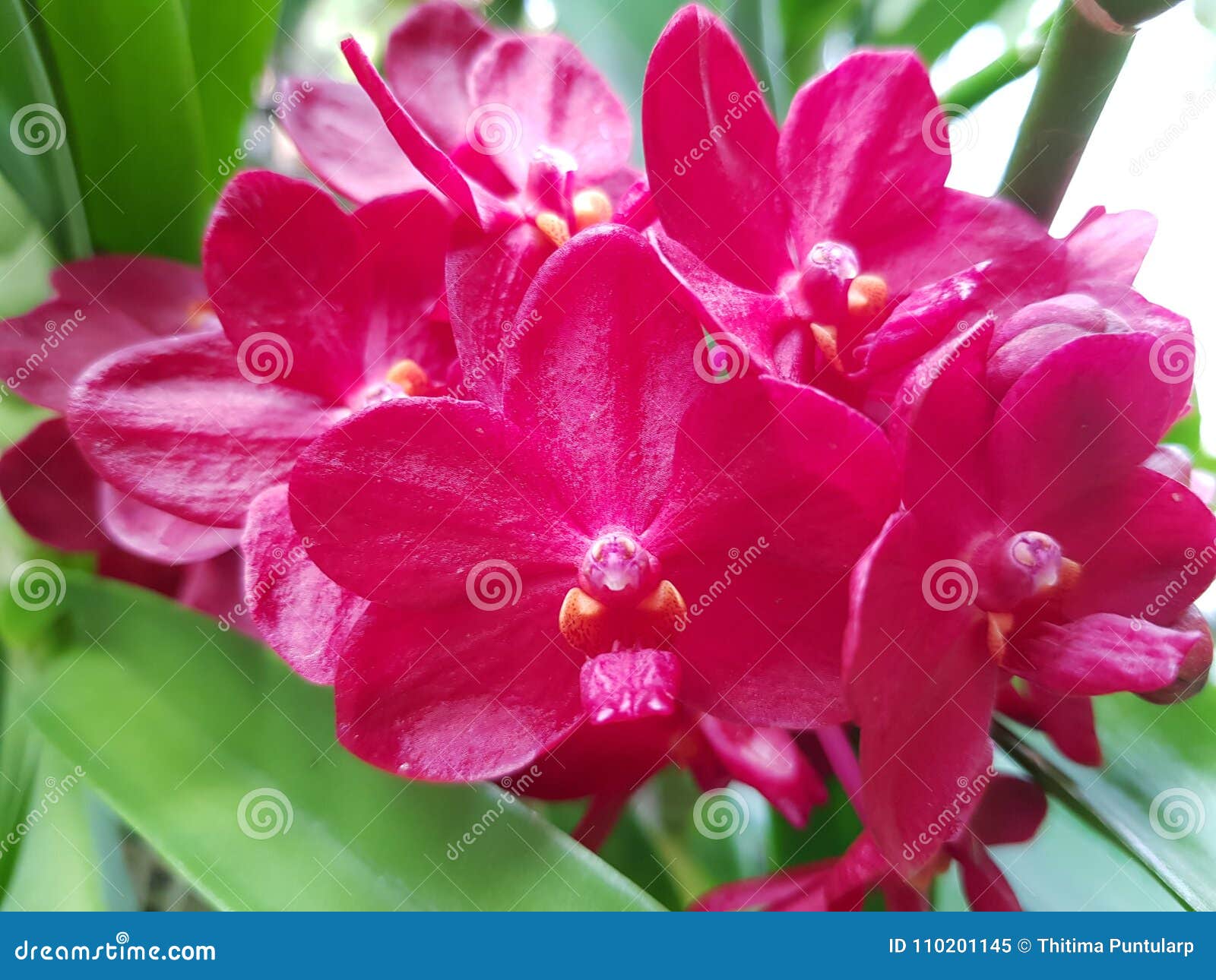 Red orchid stock image. Image of orchid, flower, plant - 110201145