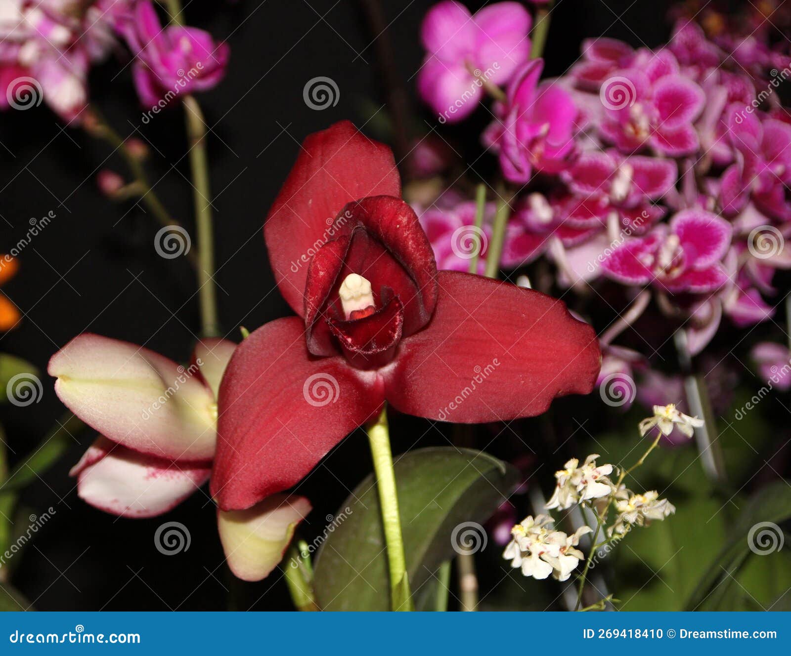 Red Orchid stock photo. Image of colorful, petal, plant - 269418410