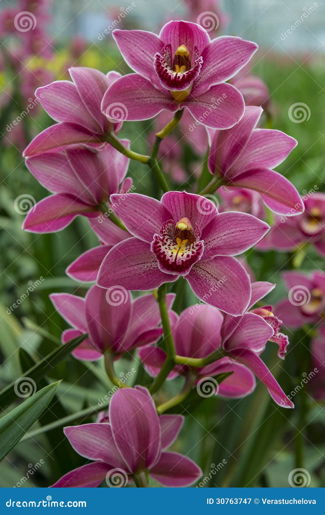 Red orchid stock image. Image of green, growing, glasshouse - 30763747