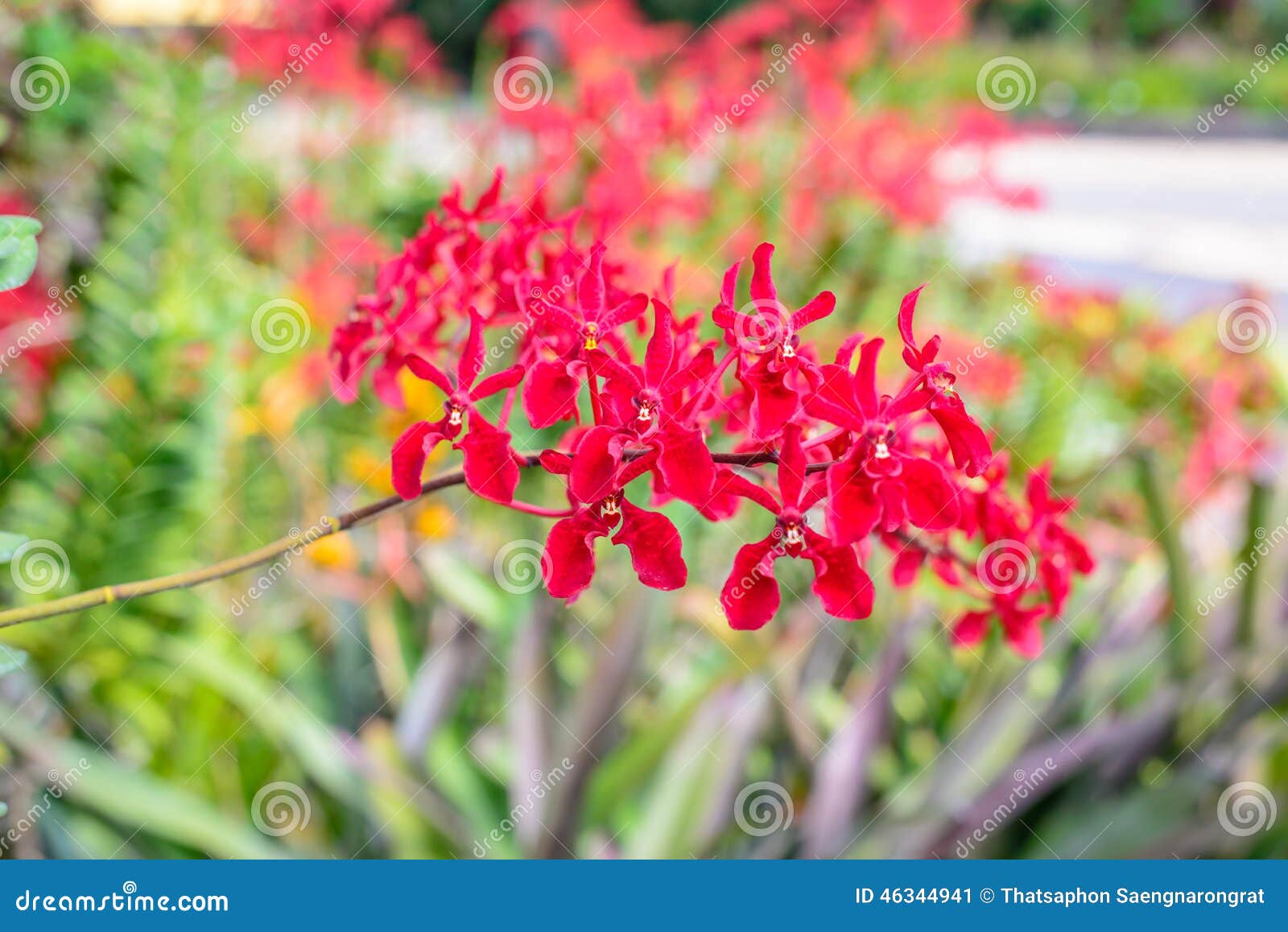 Red Orchid Flower in Garden Stock Image - Image of beautiful, floral ...