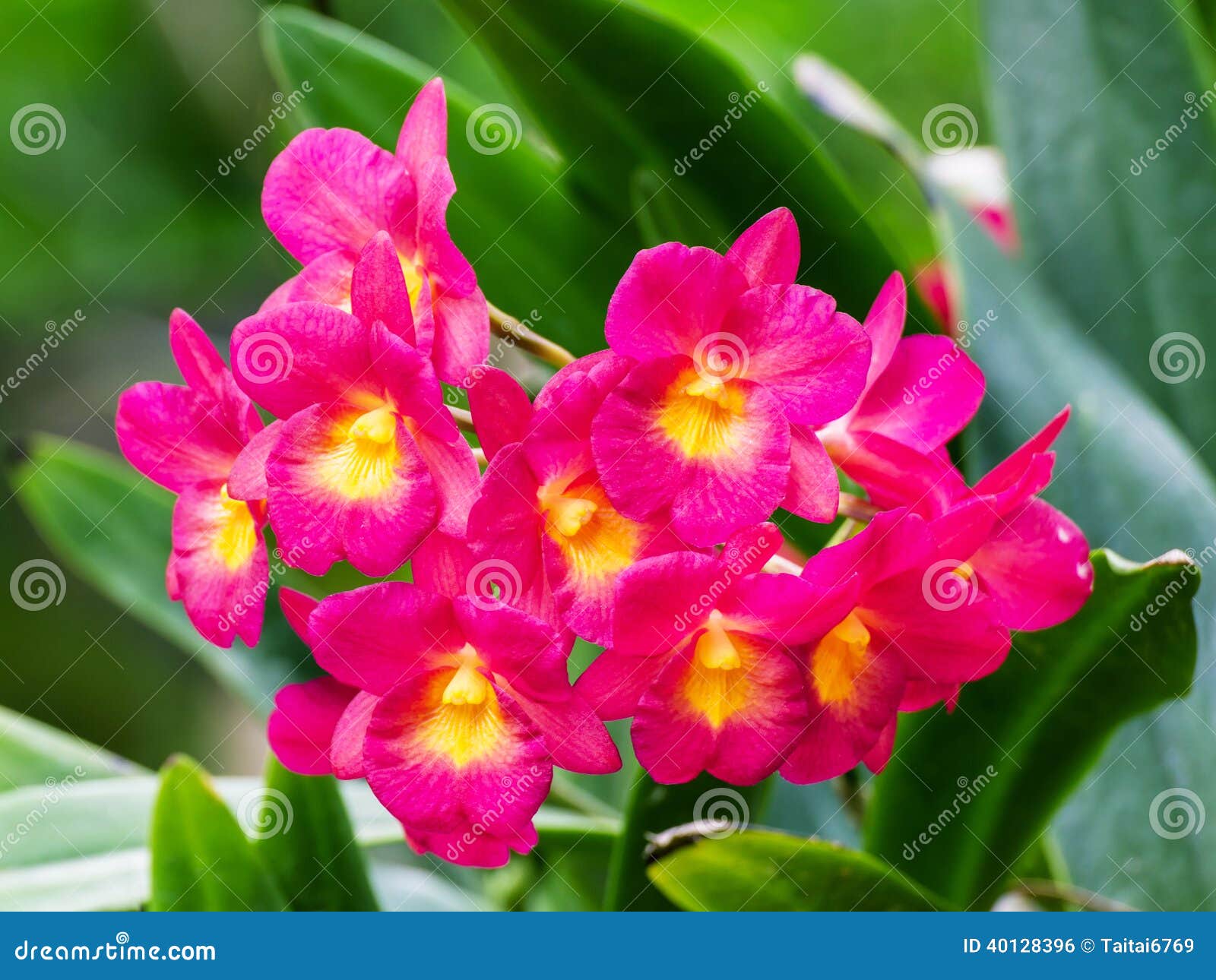 Red orchid flower stock photo. Image of branch, blossom - 40128396