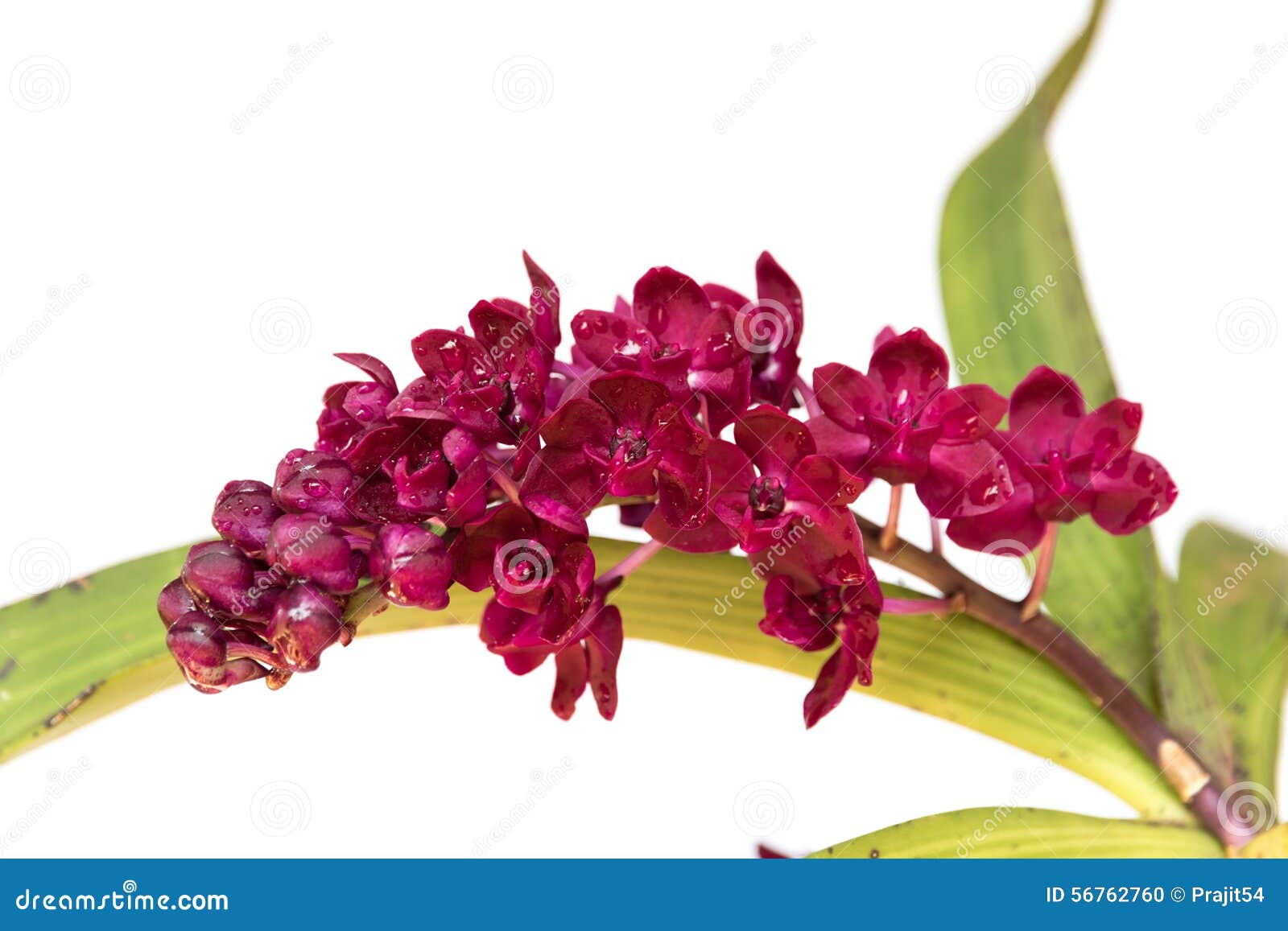 Red orchid flowers stock photo. Image of plant, spring - 56762760