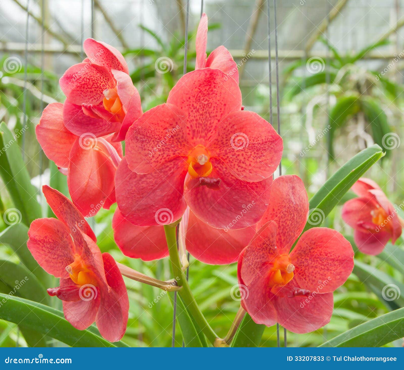 Red orchid flowers stock image. Image of elegant, botany - 33207833