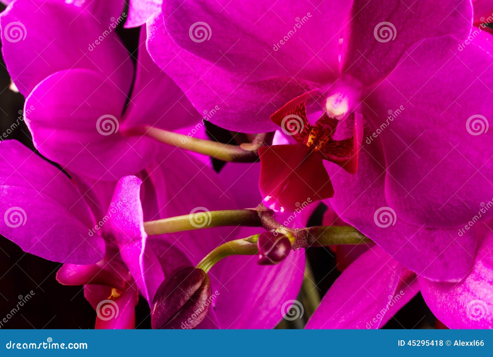 Red orchid stock photo. Image of houseplant, flowers - 45295418