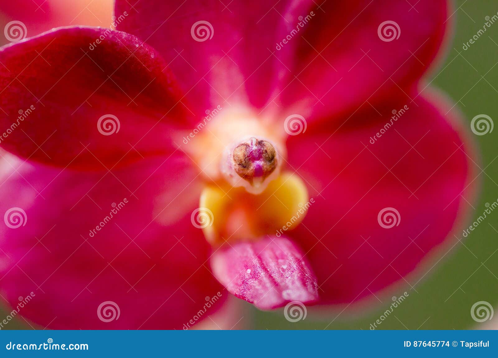Red orchid stock photo. Image of nature, flower, pollen - 87645774