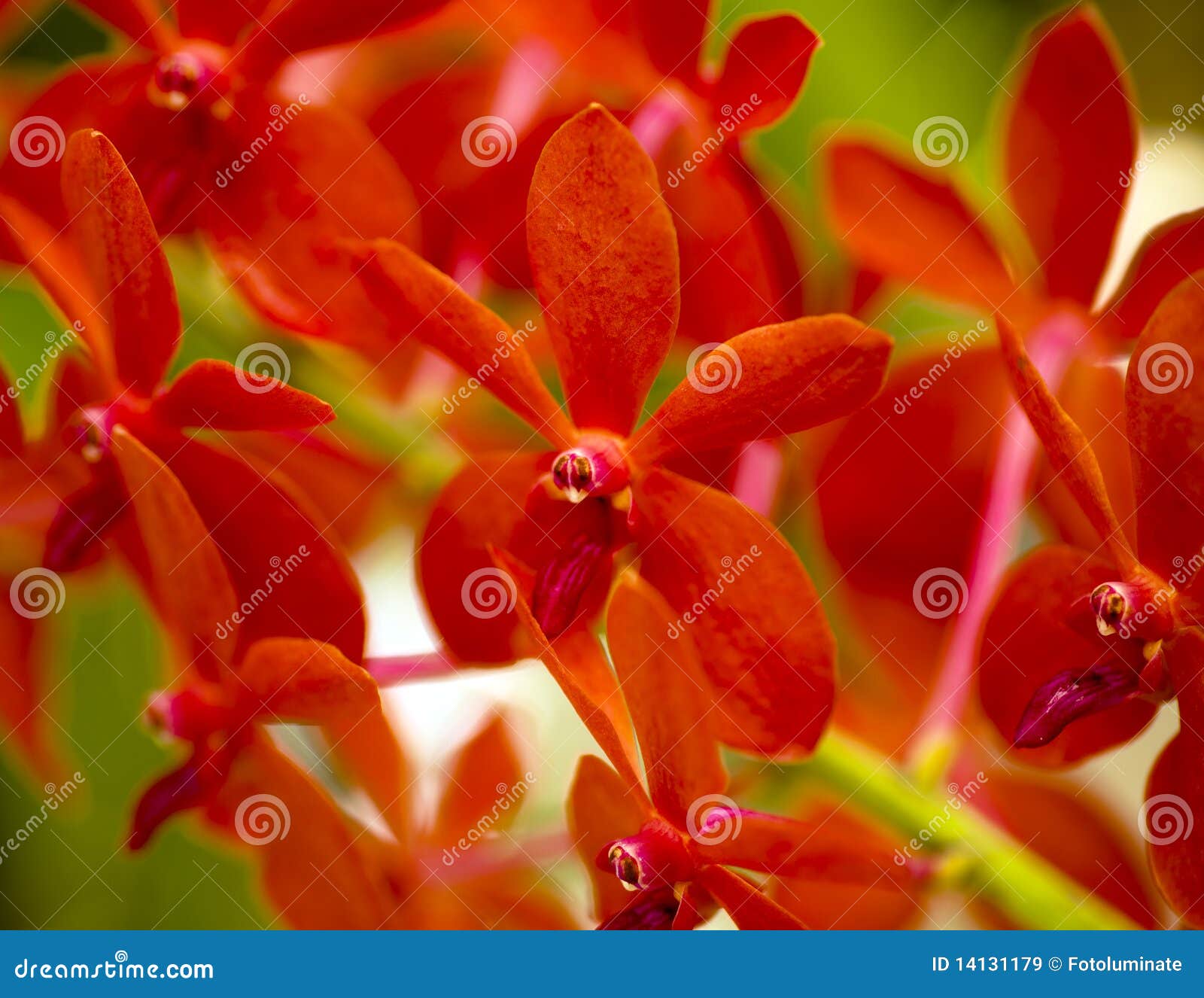 Red Orchids stock image. Image of garden, exotic, star - 14131179