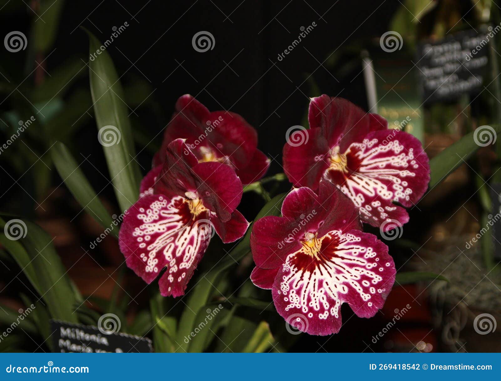 Red Orchids stock photo. Image of flower, blossom, bloom - 269418542