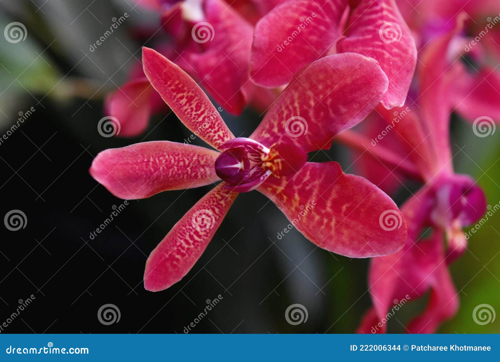 Red orchids flower stock photo. Image of branch, orchids - 222006344