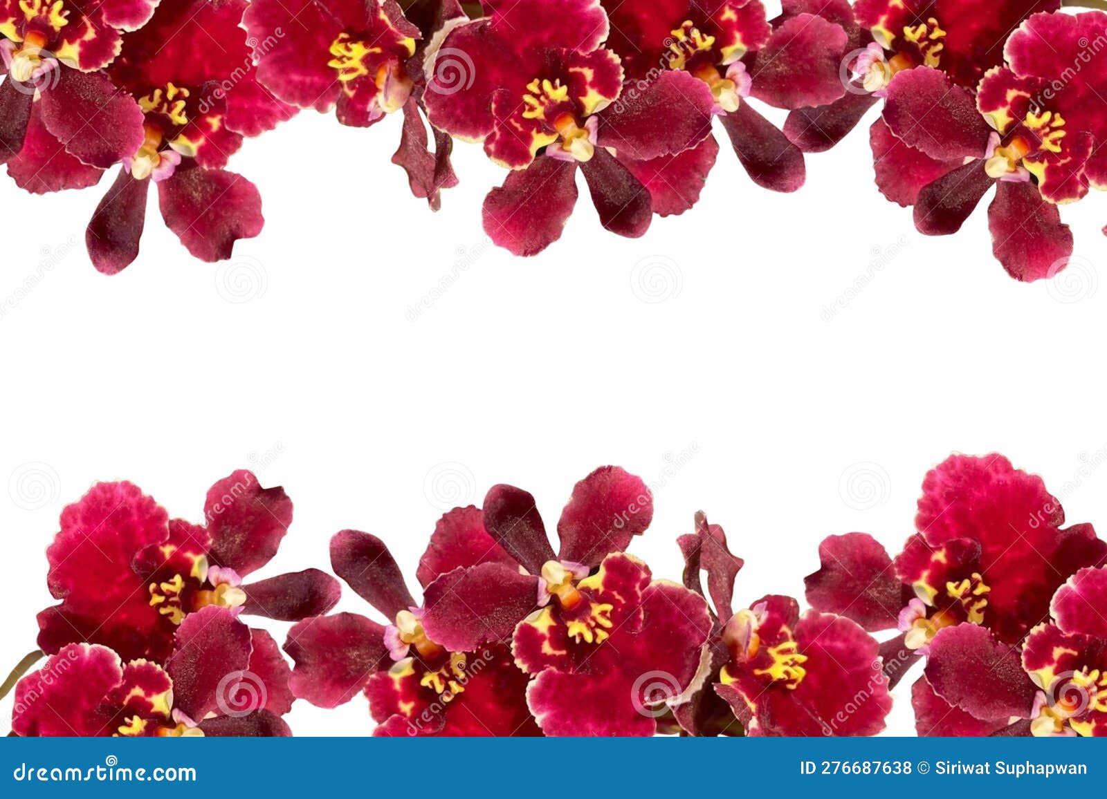 Red Orchids on the Top Frame, Bottom Frame, White Background Stock ...