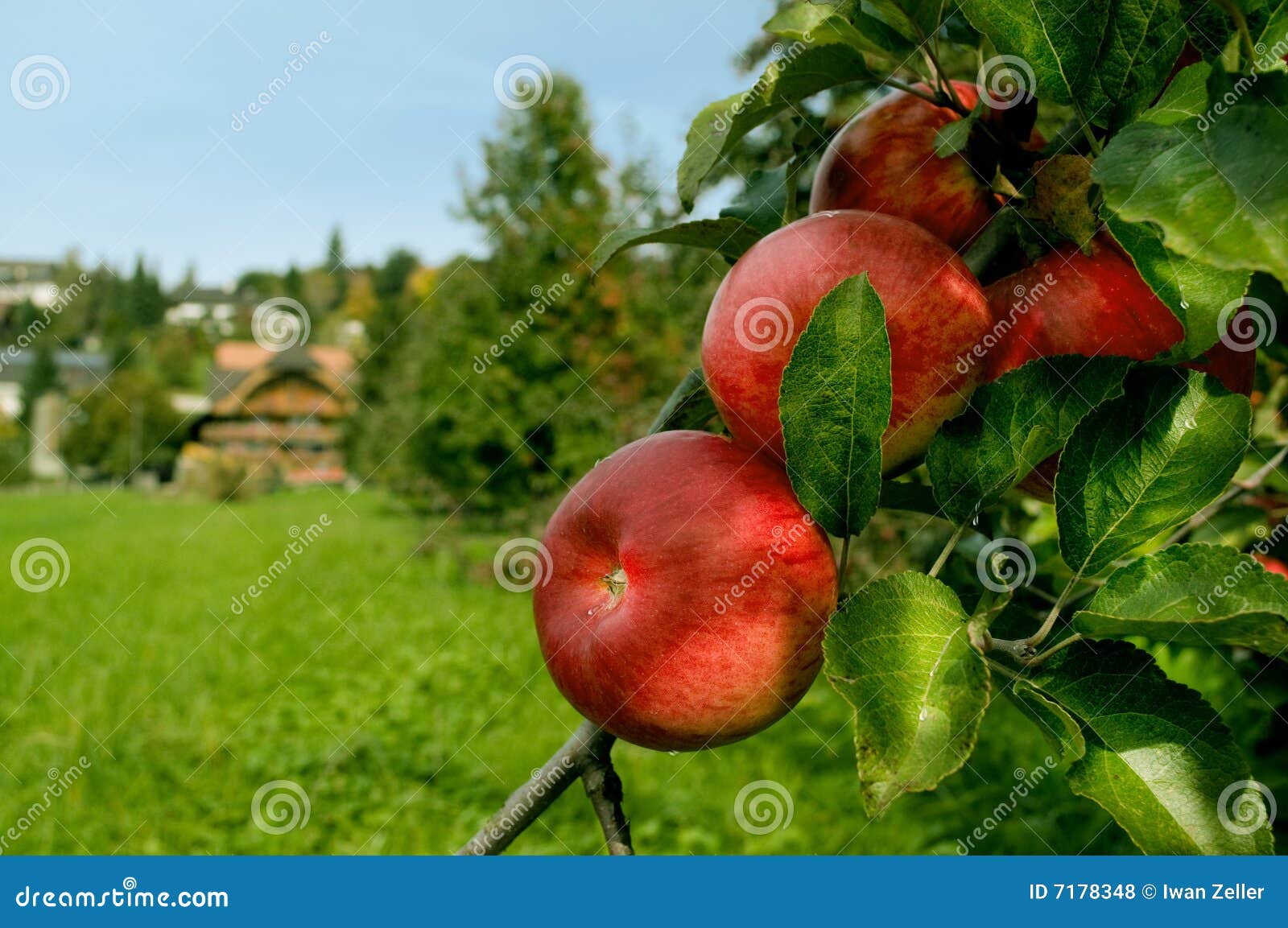Red organic apples stock photo. Image of autumn, nature - 7178348