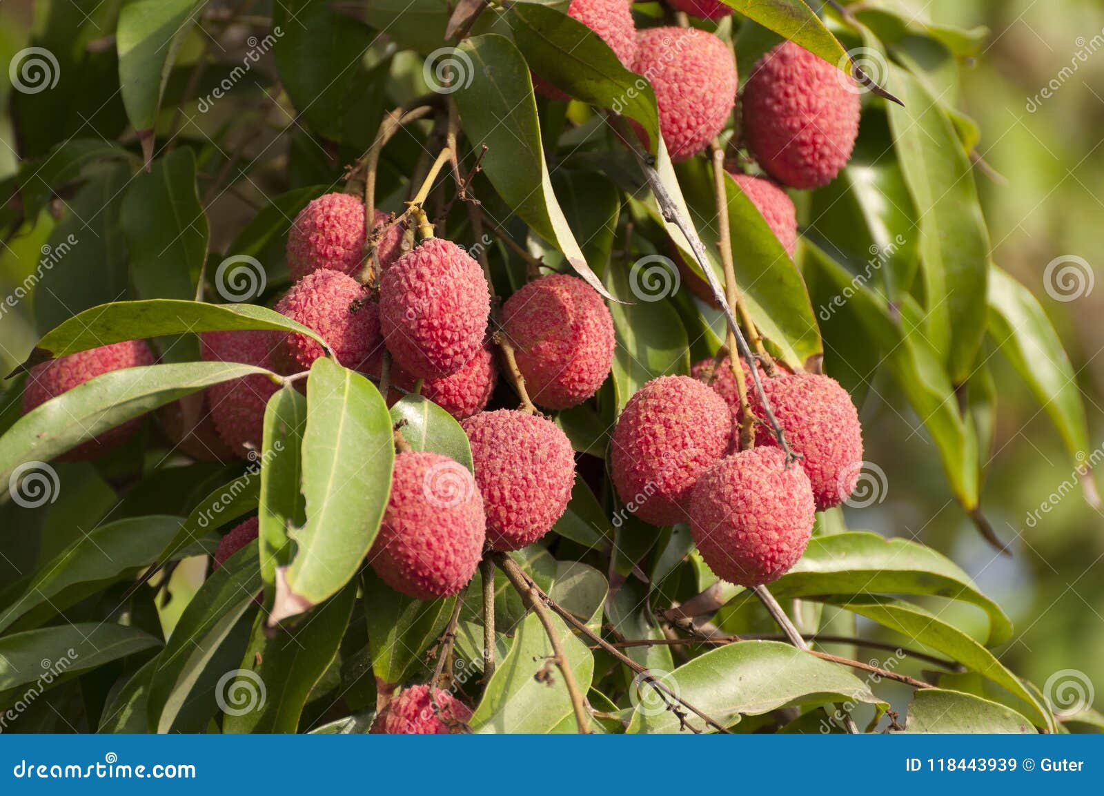 Red Organic Lichi Fruit on Tree Stock Image - Image of mature, fledged ...