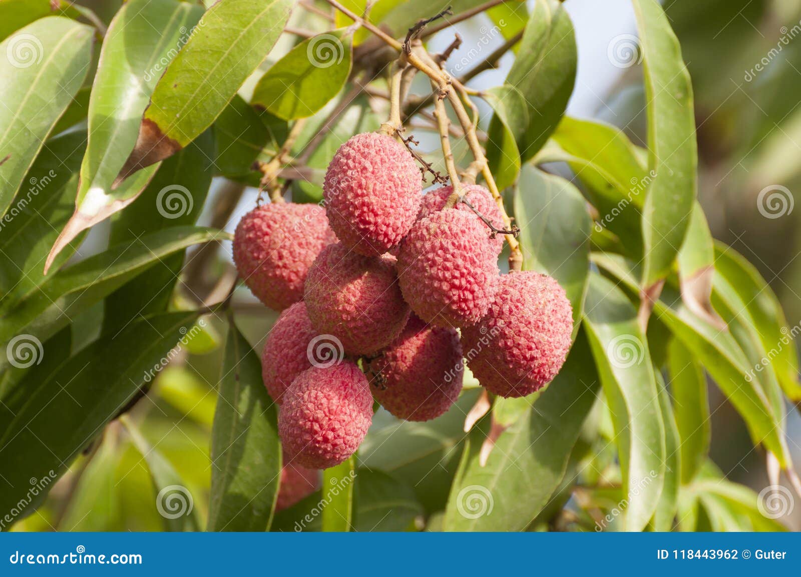 Red Organic Lichi Fruit on Tree Stock Photo - Image of fibers, food ...