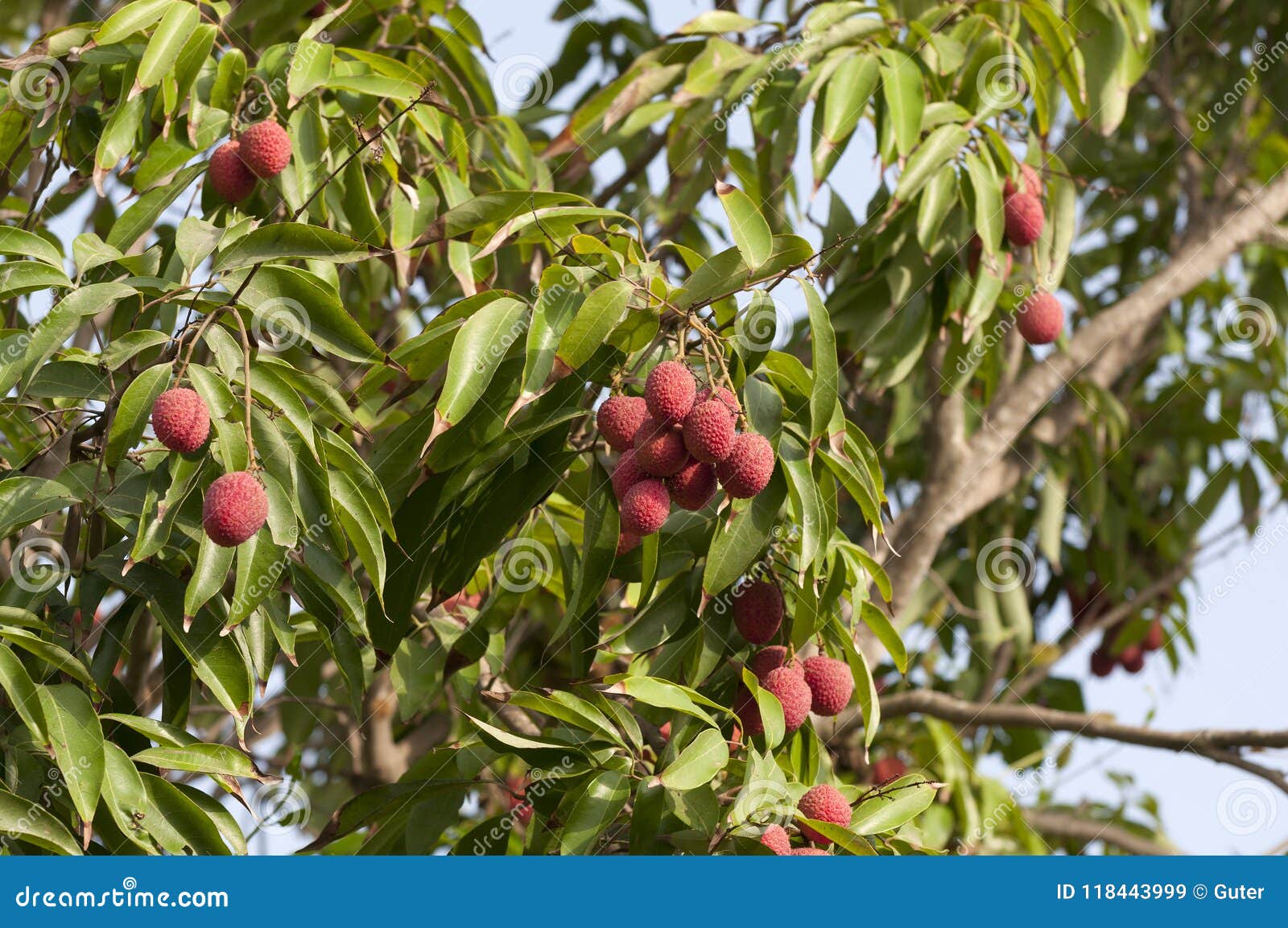 Red Organic Lichi Fruit on Tree Stock Image - Image of food, cluster ...