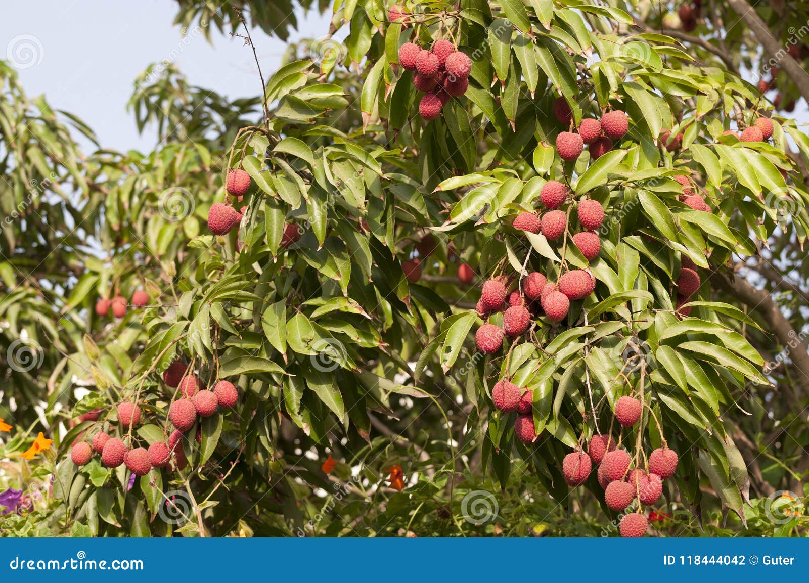 Red Organic Lichi Fruit on Tree Stock Photo - Image of fruit ...