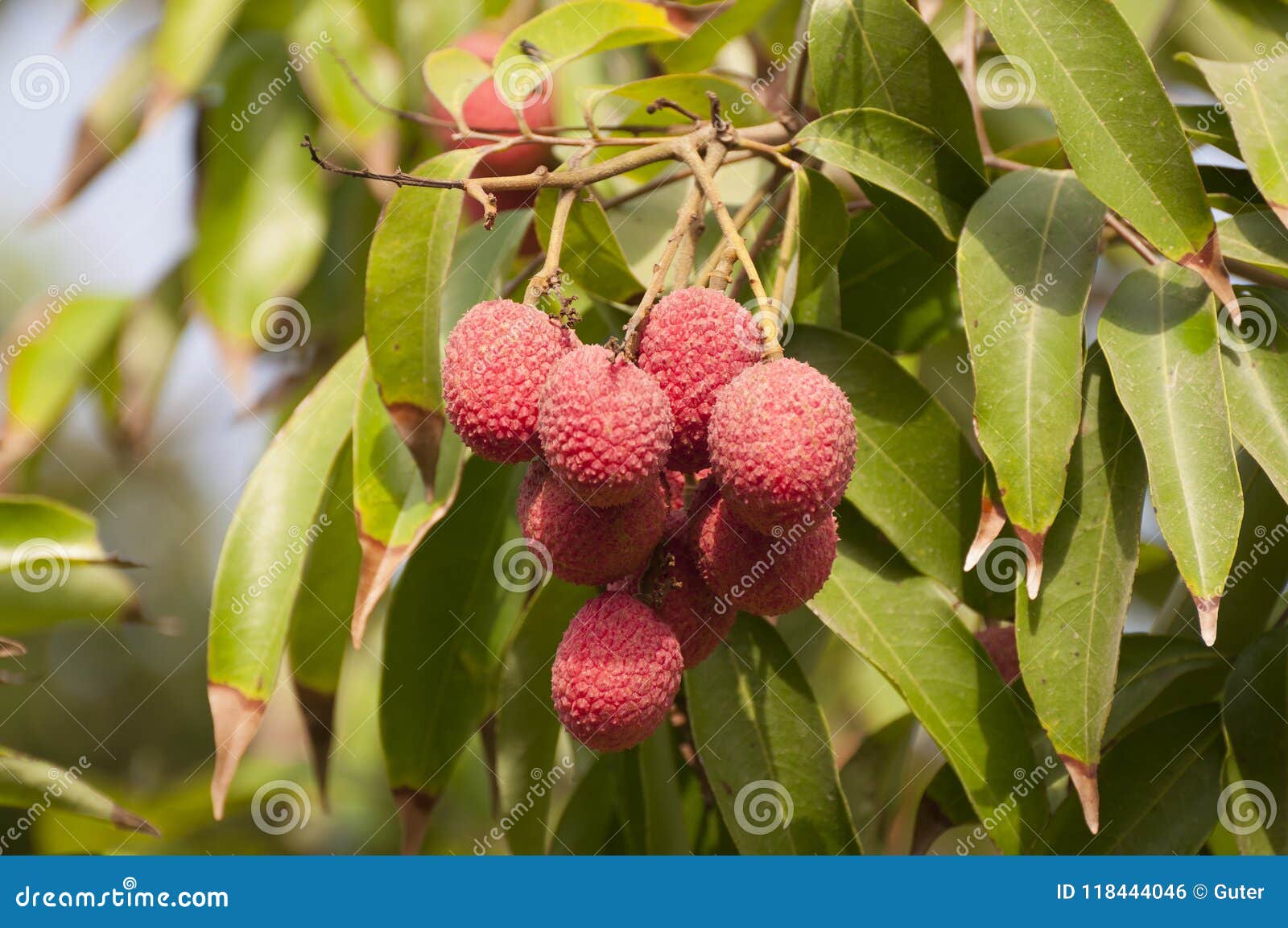 Red Organic Lichi Fruit on Tree Stock Photo - Image of liche, nature ...