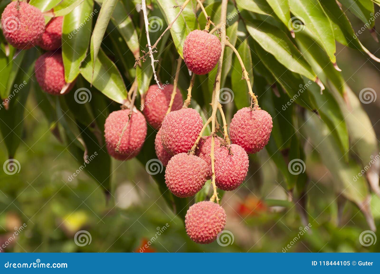 Red Organic Lichi Fruit on Tree Stock Image - Image of litchi, inedible ...