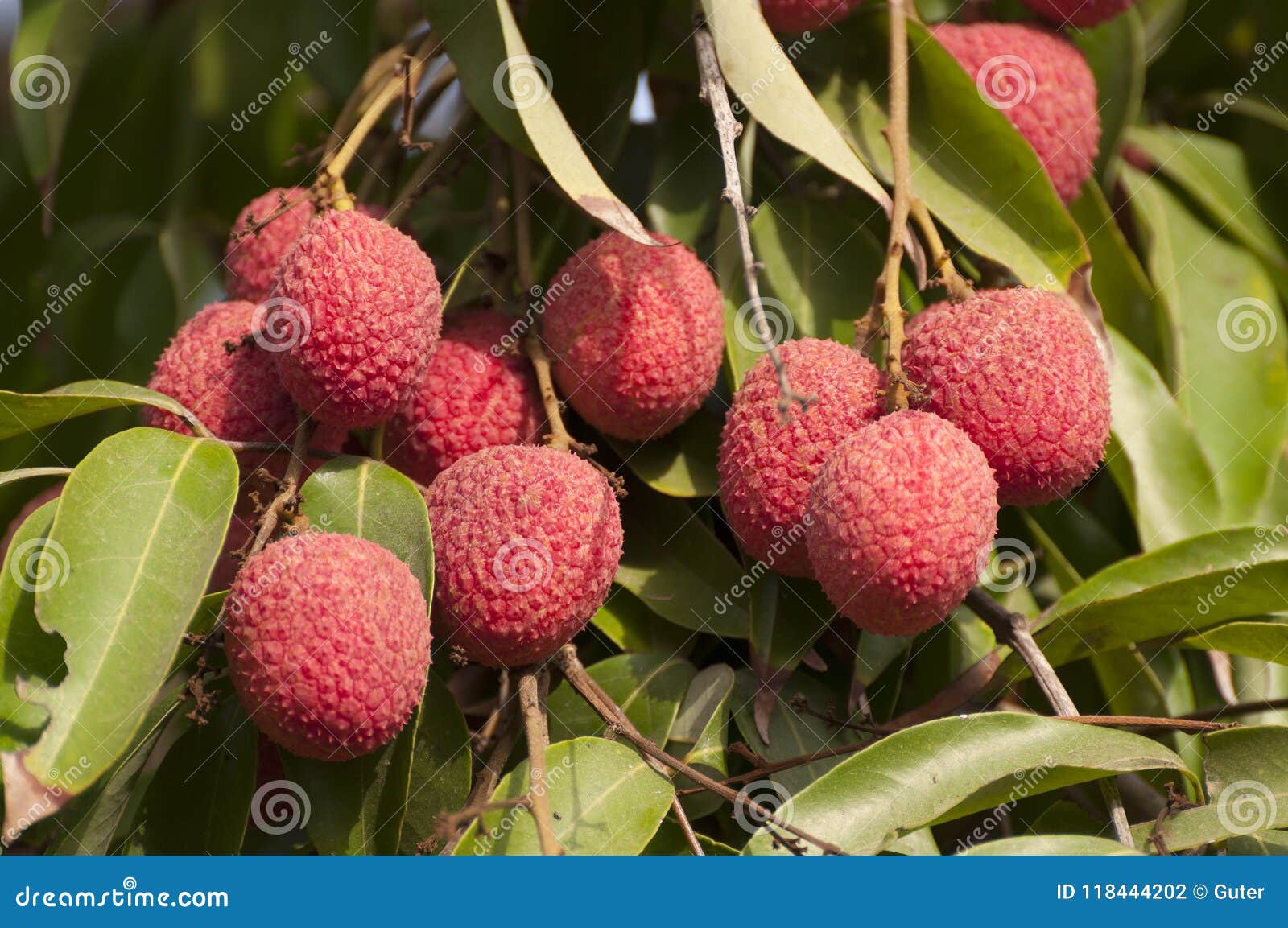 Red Organic Lichi Fruit on Tree Stock Photo - Image of inedible, coarse ...