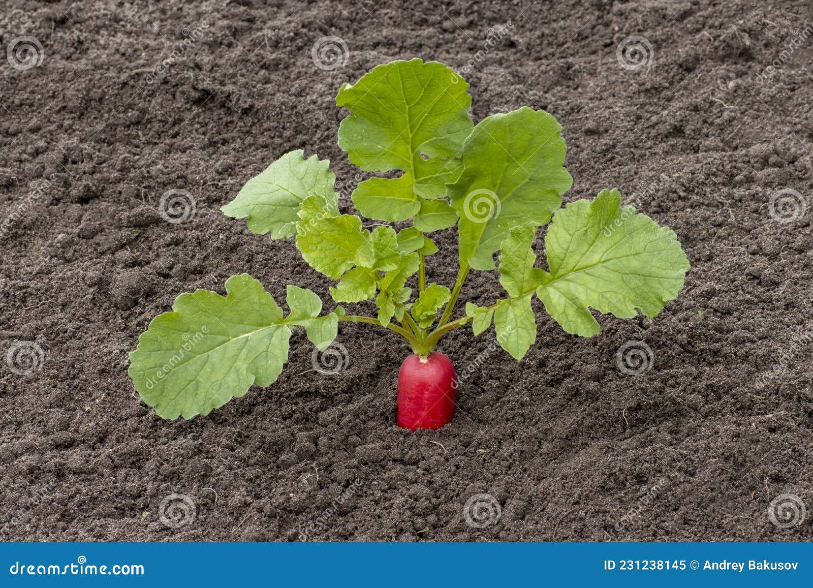 Red Organic Radish Grows in the Ground. Shooting Close-ups with Copy ...