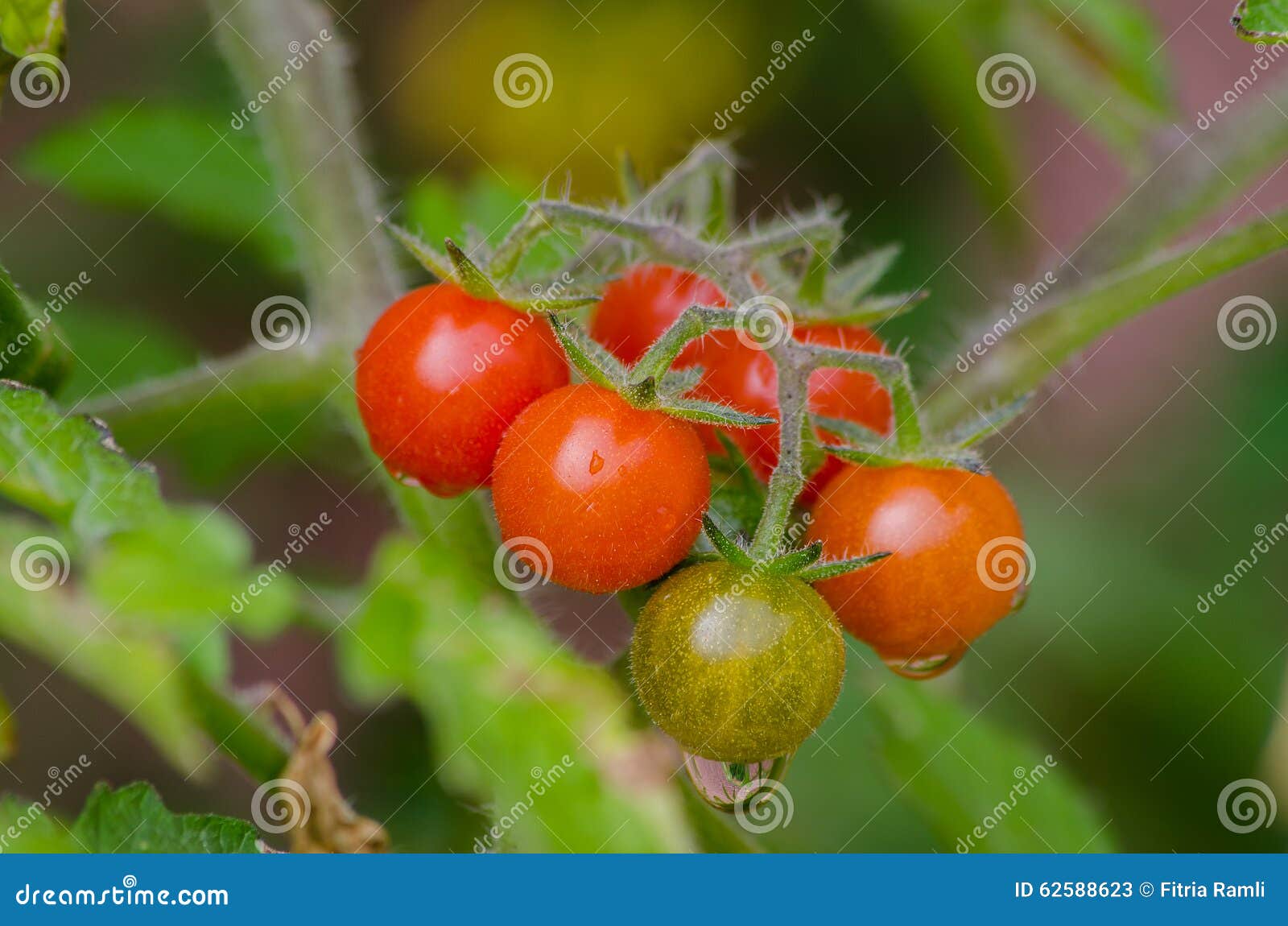 Red Organic Tomato Plant and Fruit in the Morning Light Stock Image ...