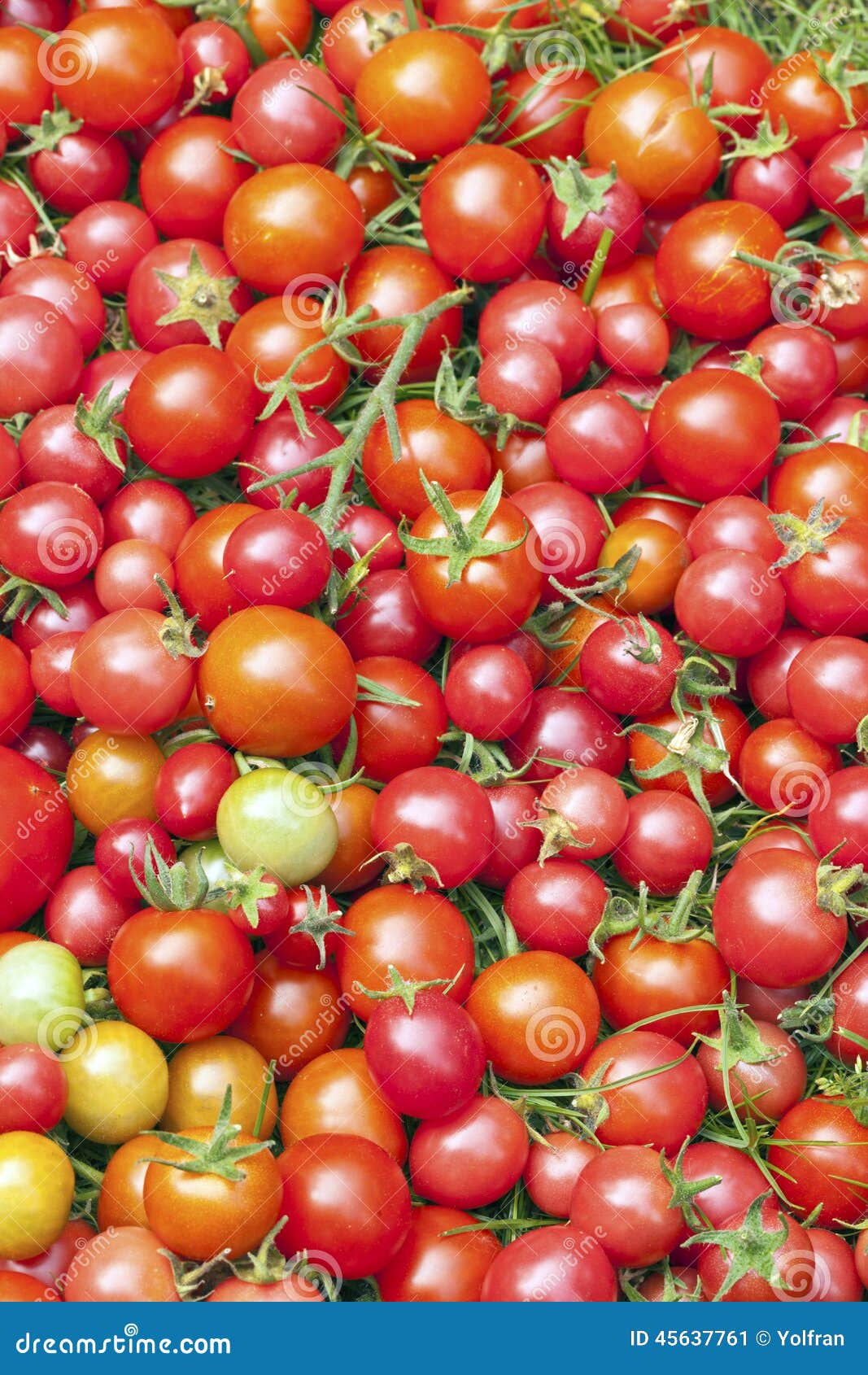 Red Organic Tomatoes Backround Stock Image - Image of organic, shiny ...