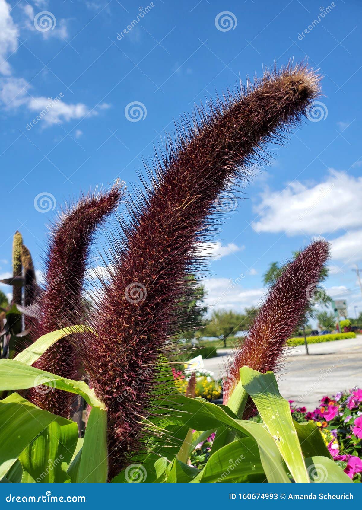 Red Ornamental Autumn Grasses Stock Image - Image of grasses, autumn ...