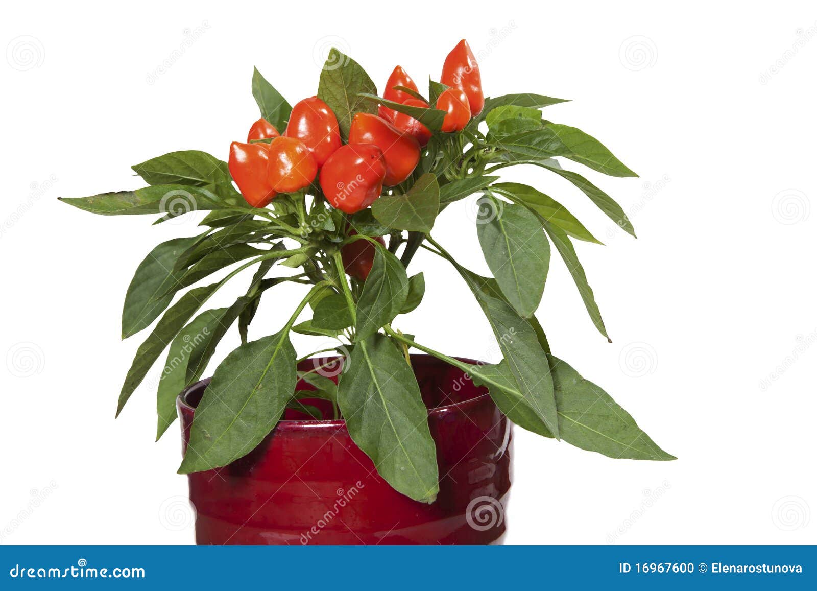 Red Ornamental Capsicum Plants Stock Photo - Image of agricultural ...