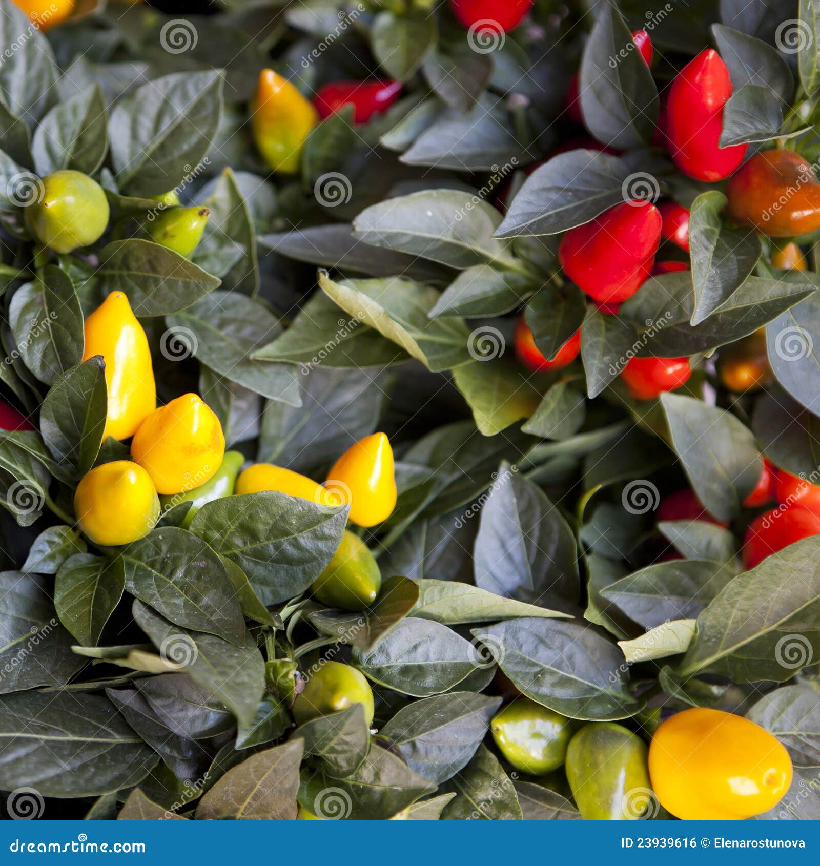 Red Ornamental Capsicum Plants in Red Pot Stock Photo - Image of green ...
